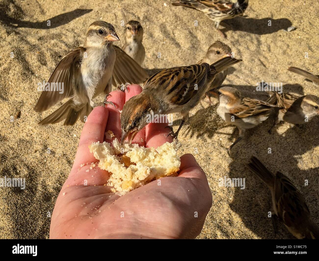Hand feeding sparrows hi-res stock photography and images - Alamy