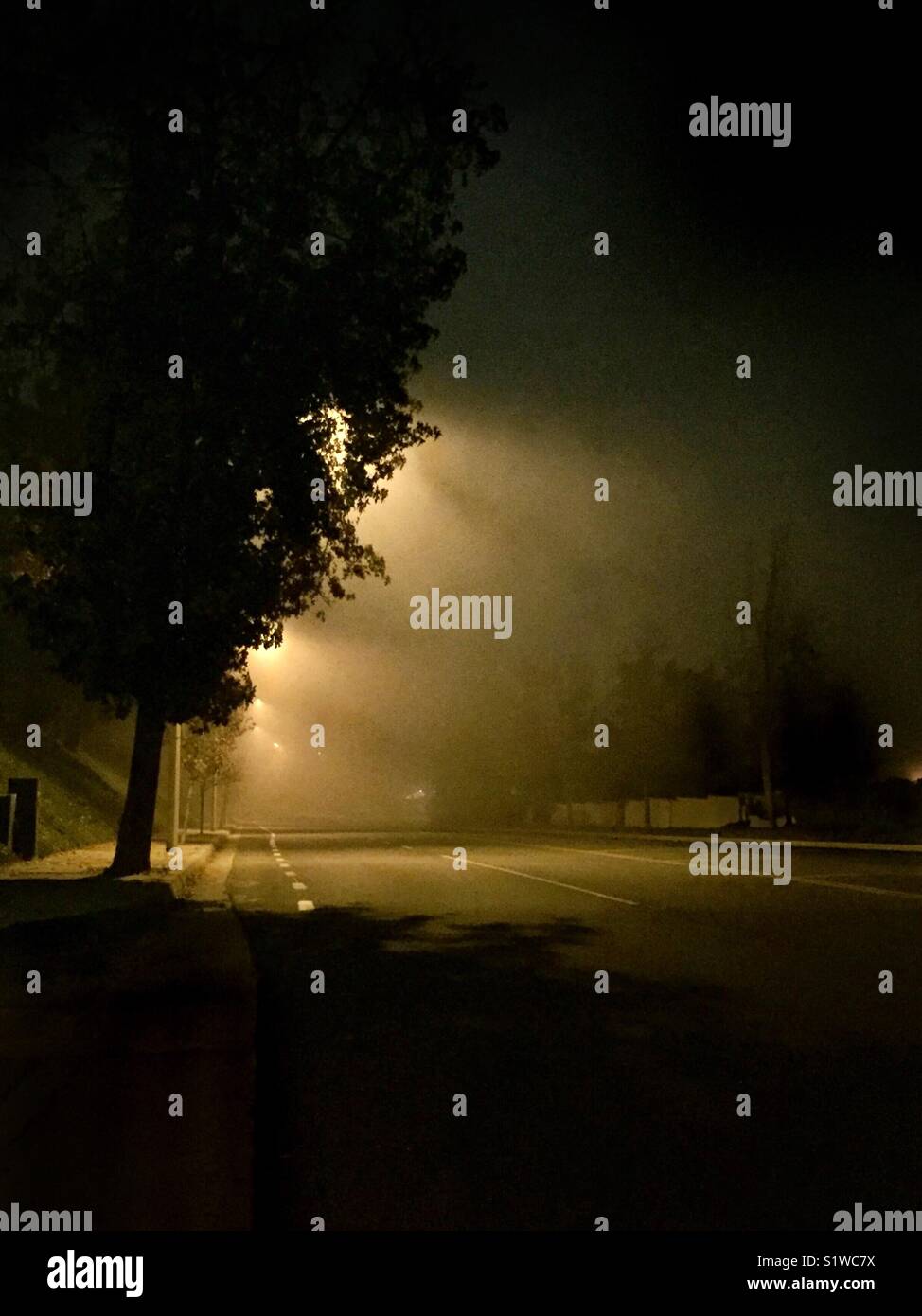 Trees fog night hi-res stock photography and images - Alamy