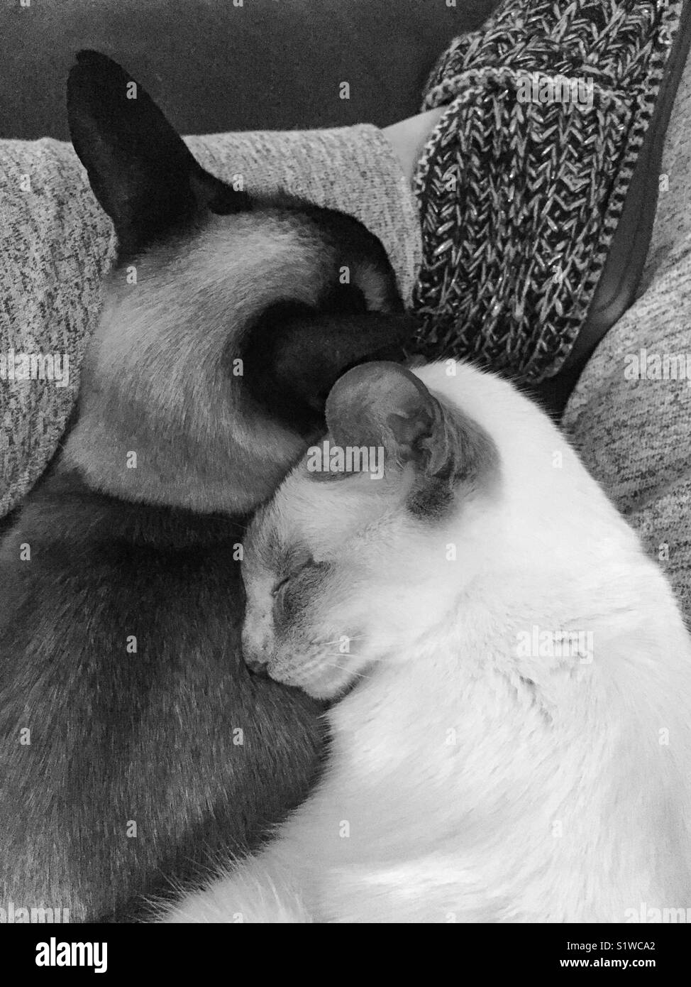 Siamese cats hi-res stock photography and images - Alamy
