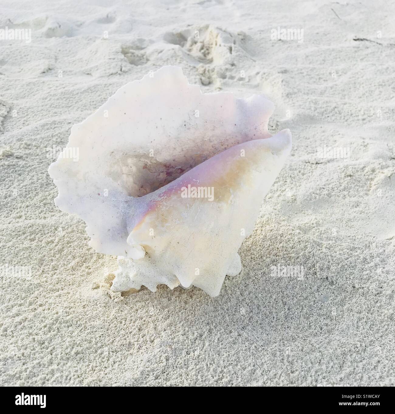 Conch bahamas hi-res stock photography and images - Alamy