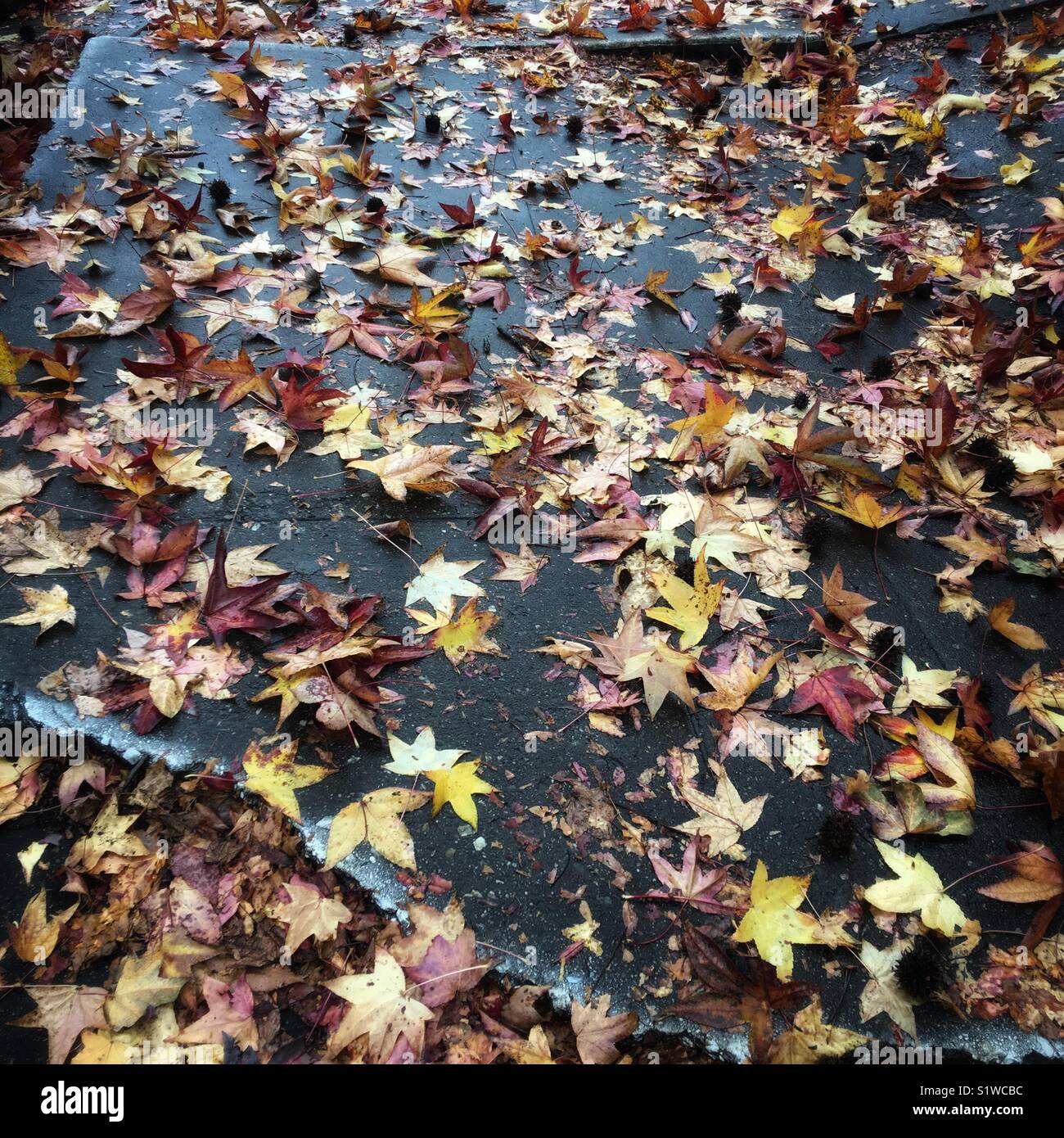 The turning colors of the oak tree after the rain and the earthquake ...