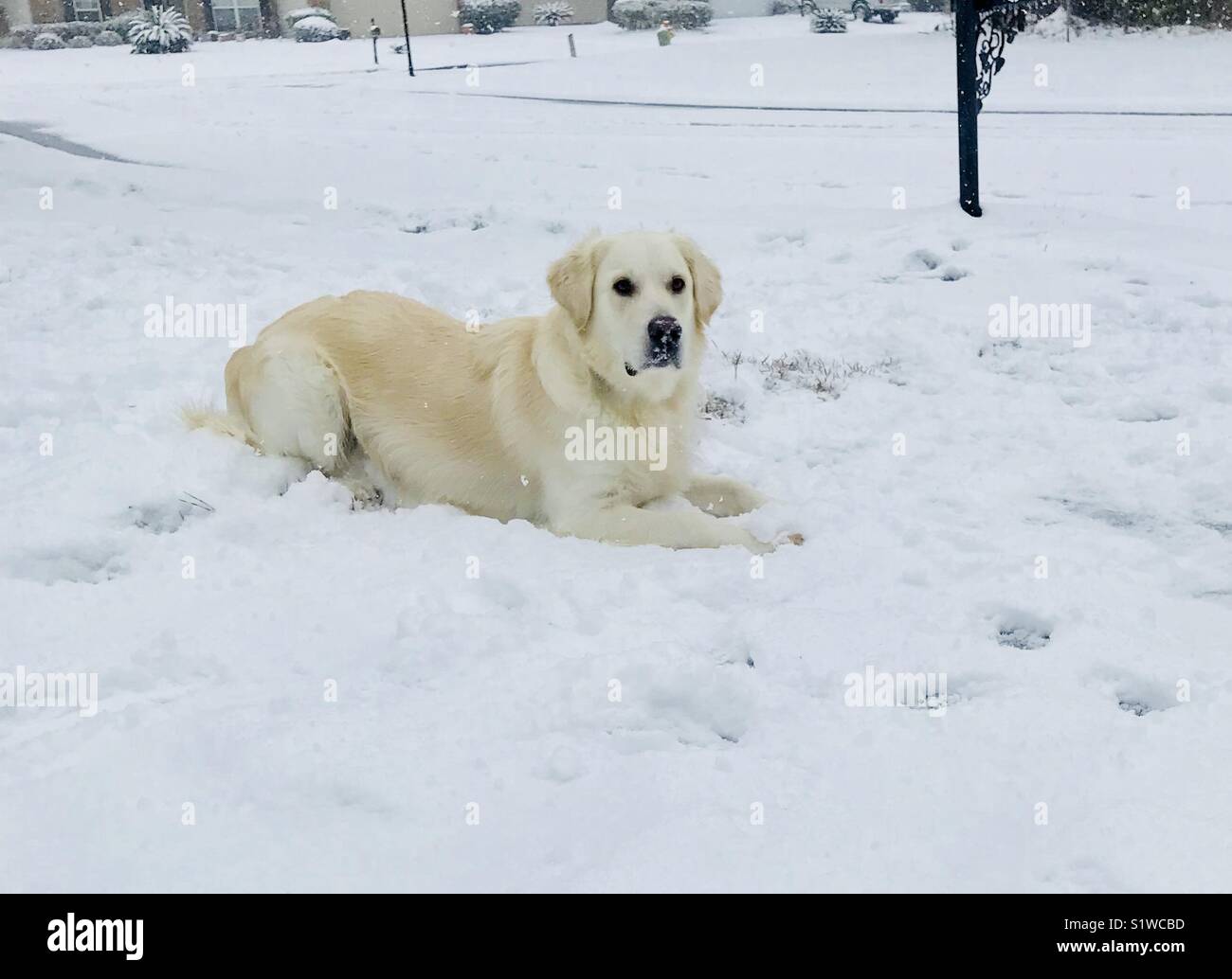 Golden Retriever Winter High Resolution Stock Photography and Images ...