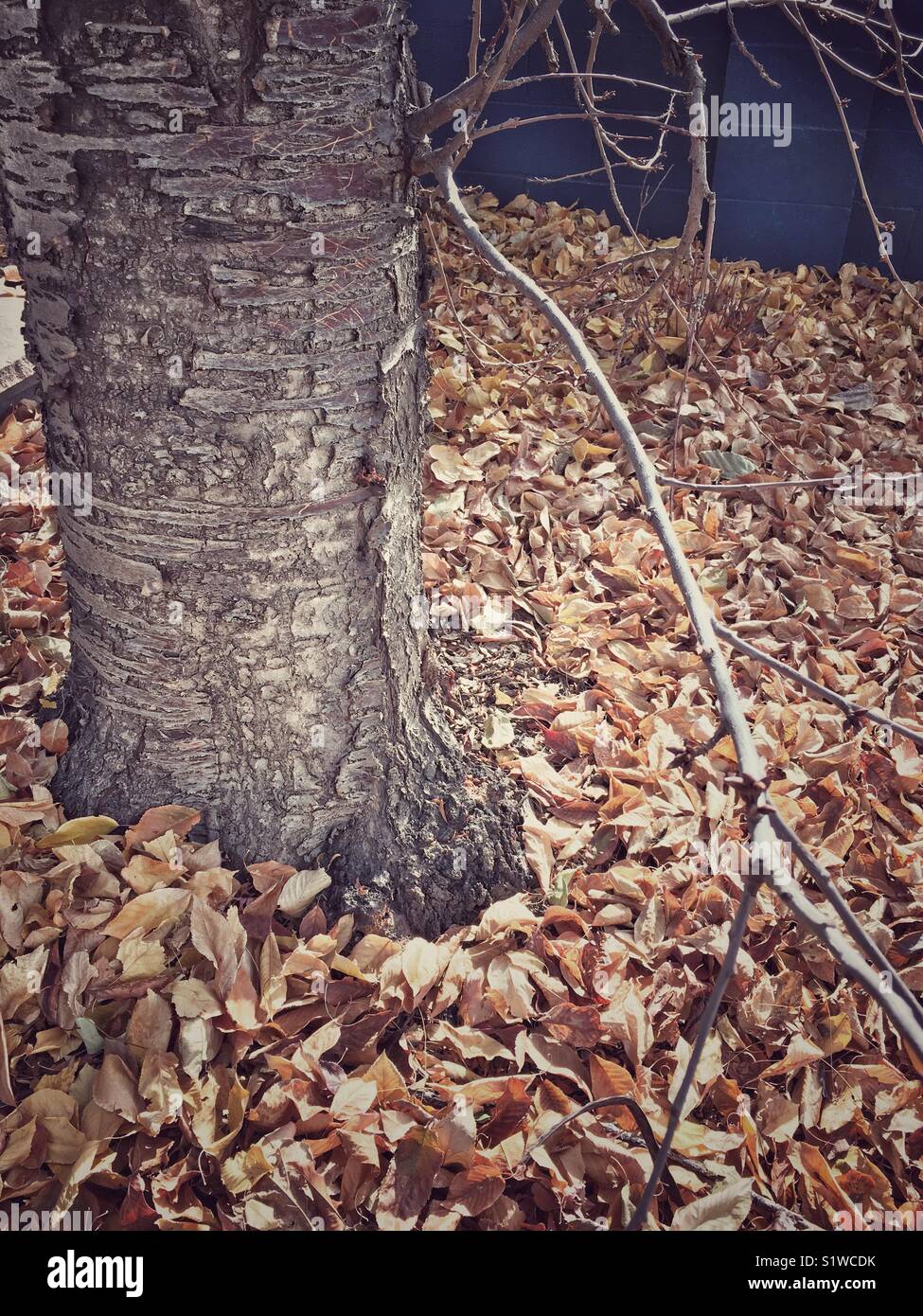 Tree trunk, branches and leaves Stock Photo - Alamy