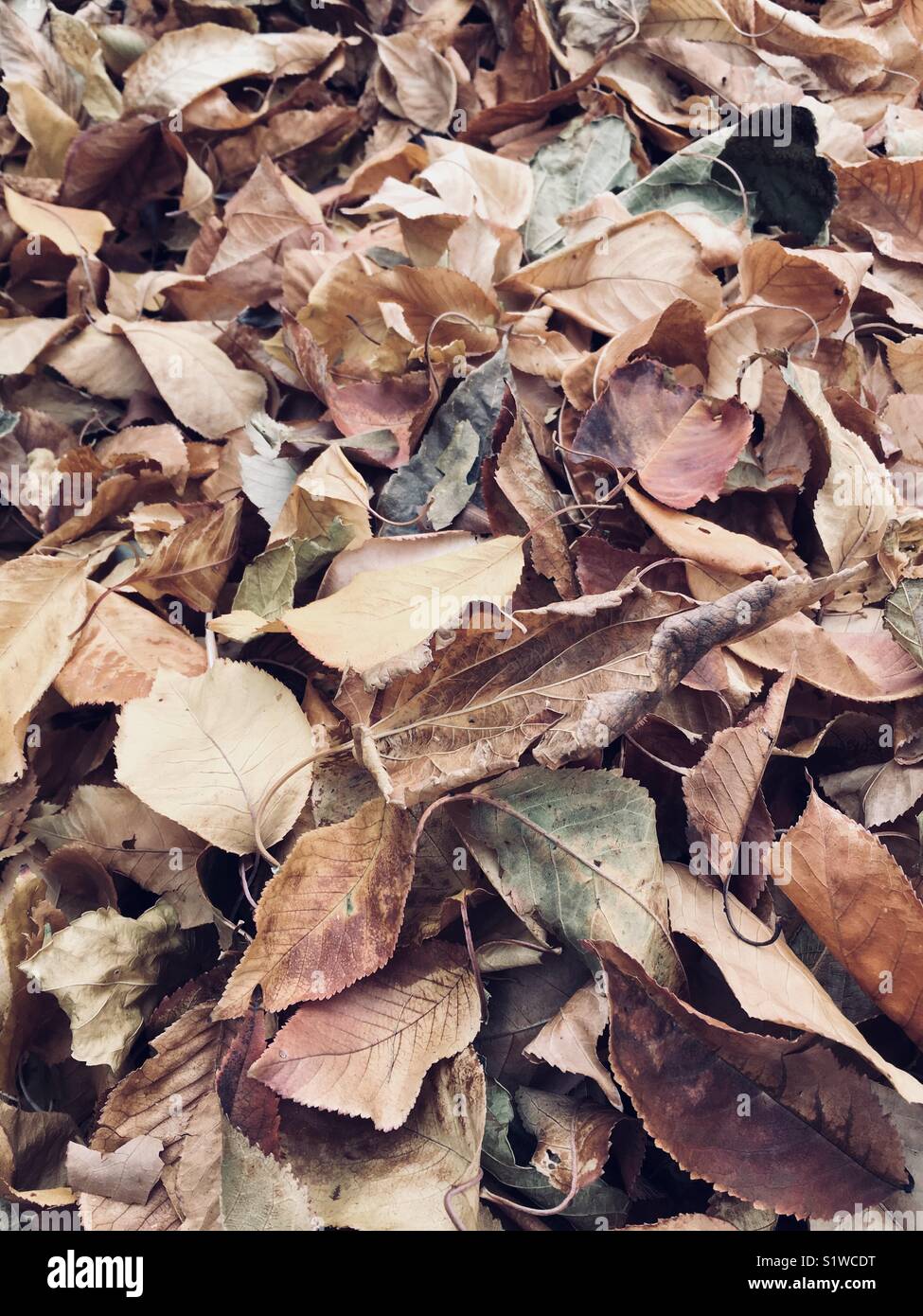 A pile of fallen leaves Stock Photo - Alamy