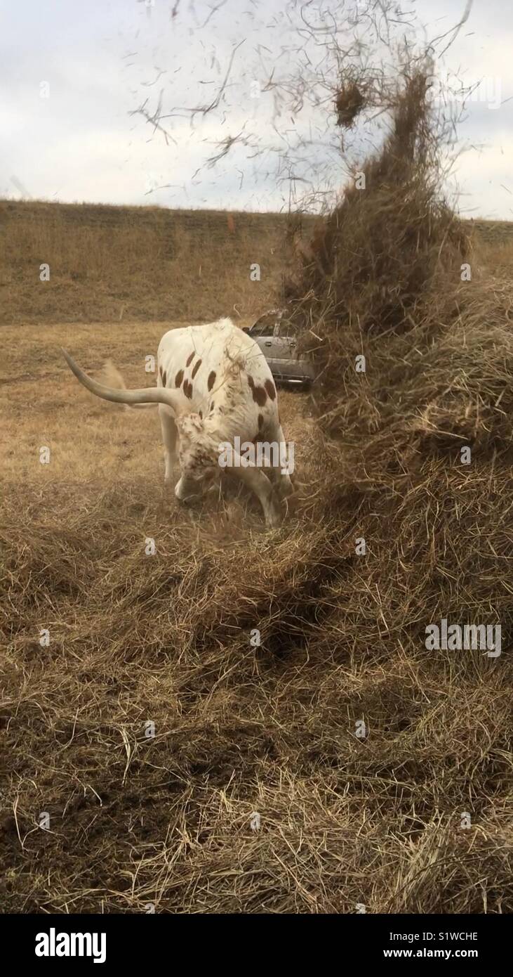 Hay toss hi-res stock photography and images - Alamy