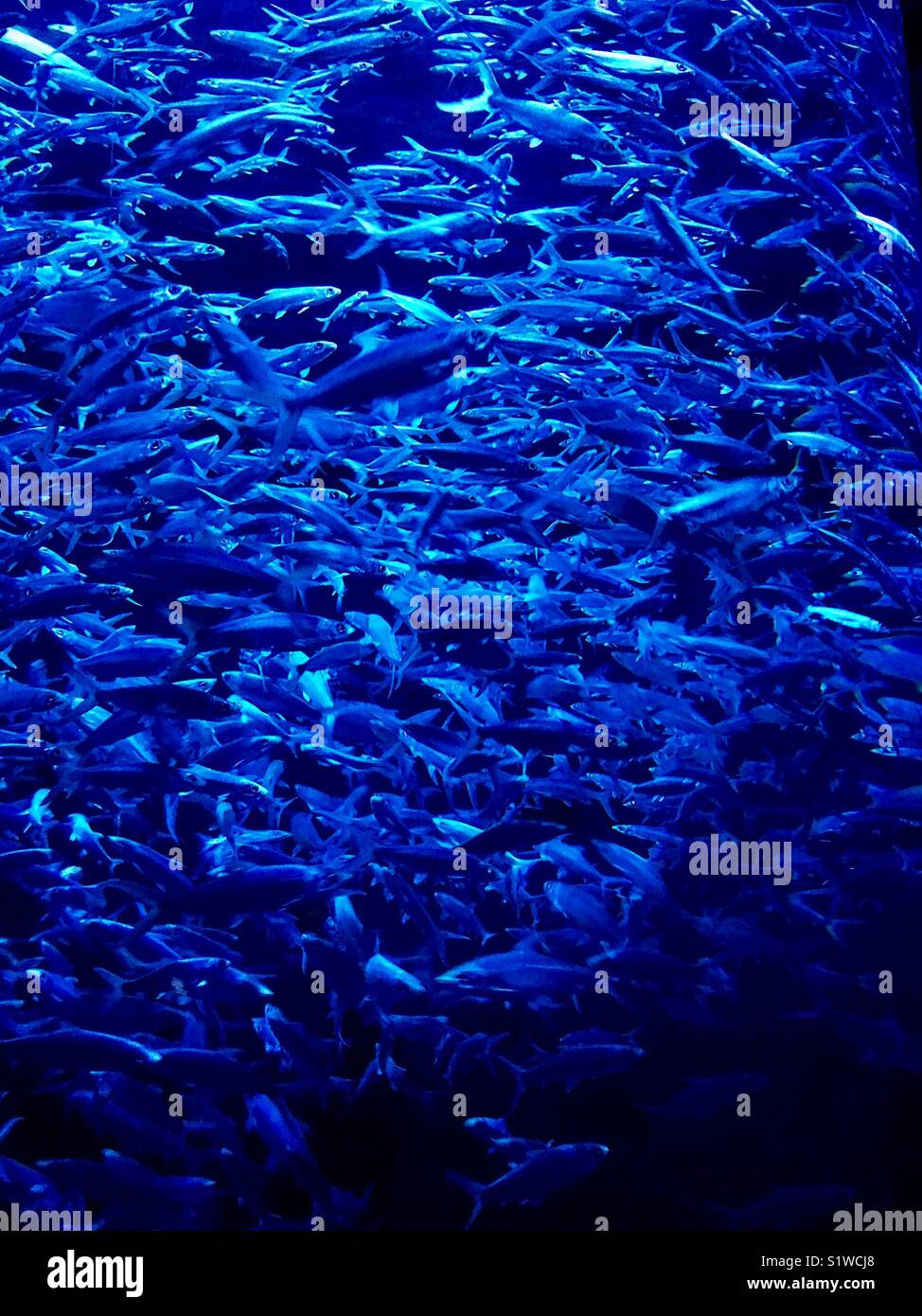 The fish tank Stock Photo - Alamy