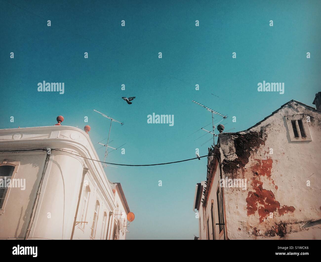 Bird over two buildings Stock Photo - Alamy