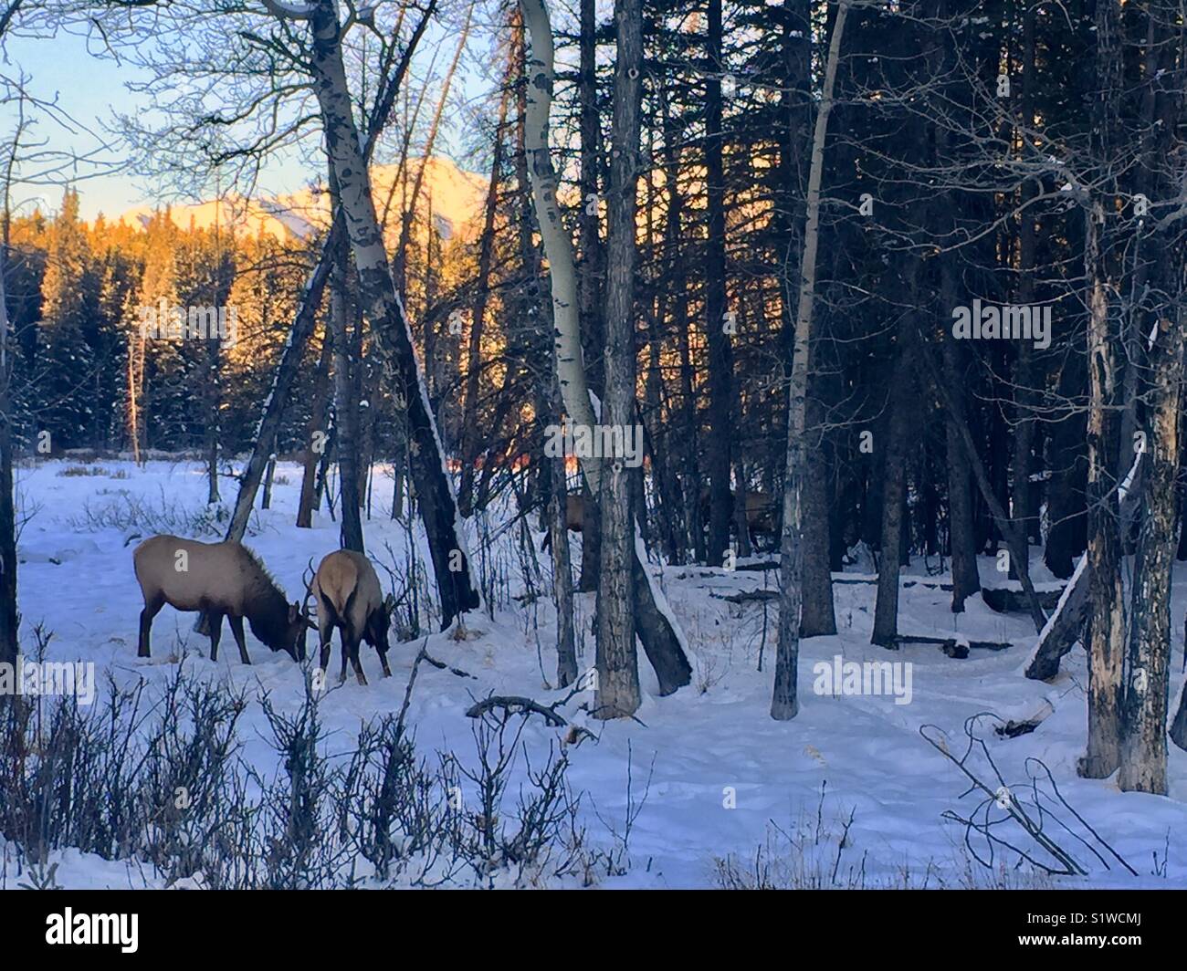Deer in Banff Stock Photo - Alamy