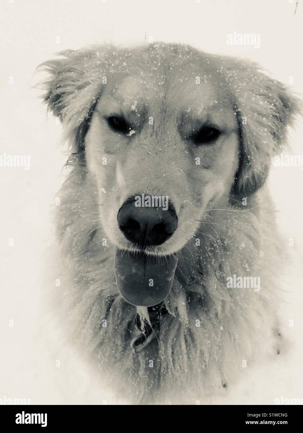 Dog storm hi-res stock photography and images - Alamy