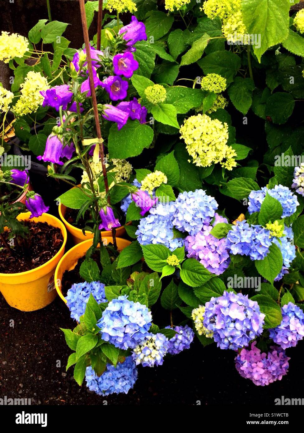 Japan colours hi-res stock photography and images - Alamy