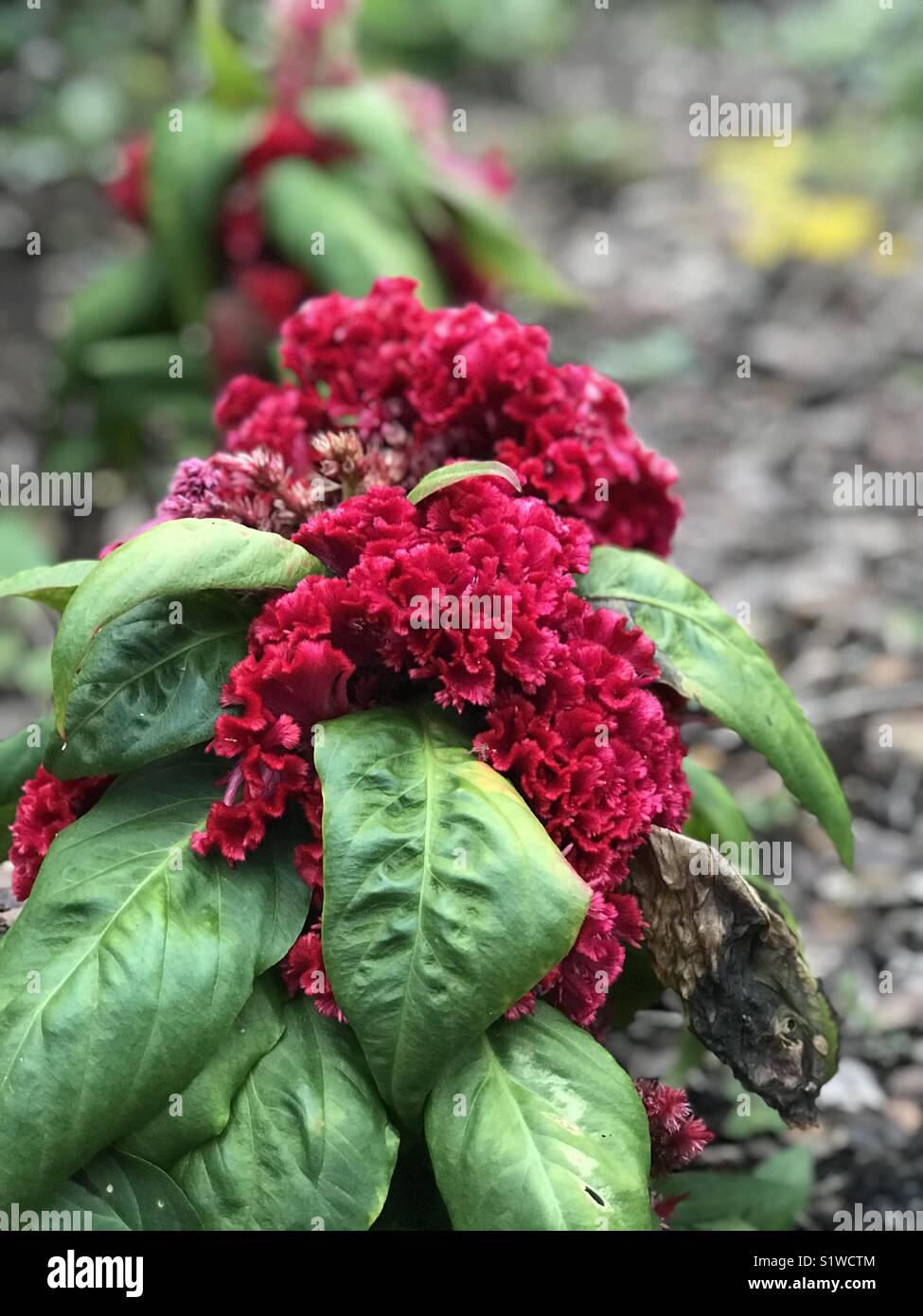 Bok towers hi-res stock photography and images - Alamy