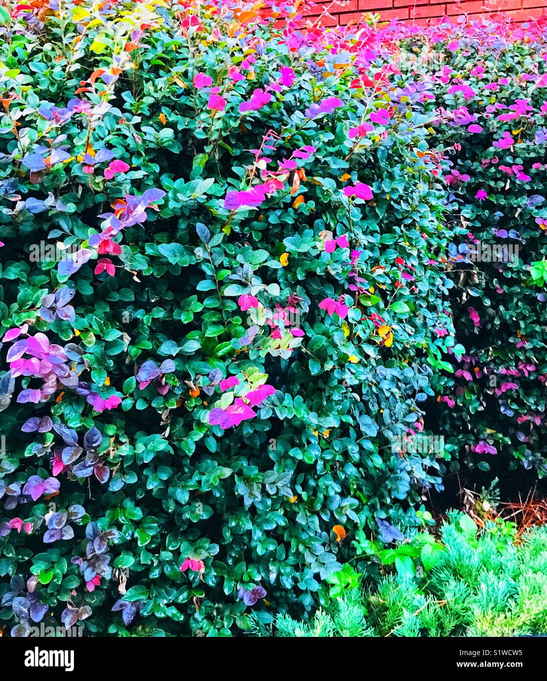 Vivid green bushes hi-res stock photography and images - Alamy