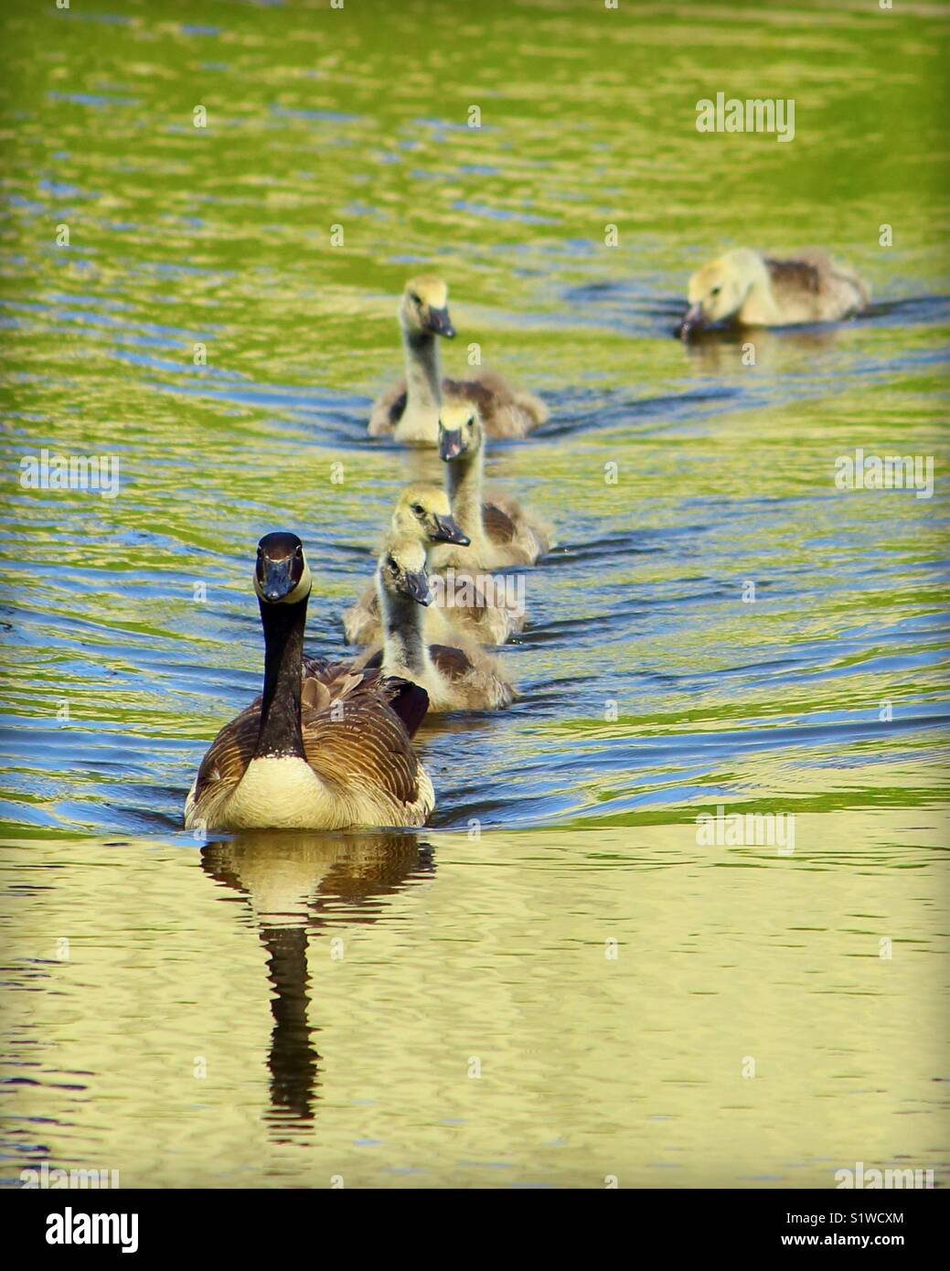 Line of five geese hi-res stock photography and images - Alamy