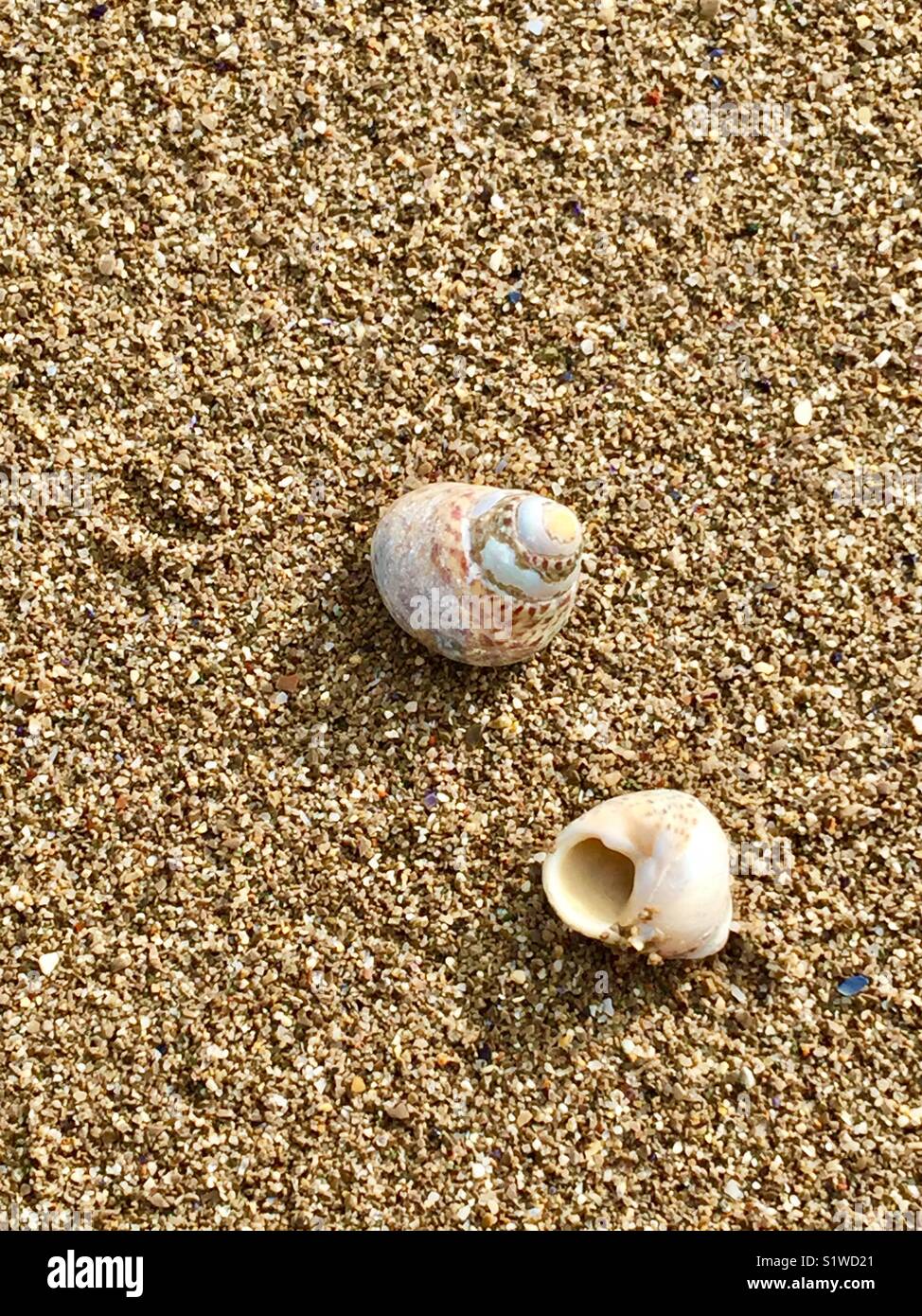 Winkles Stock Photos & Winkles Stock Images - Alamy