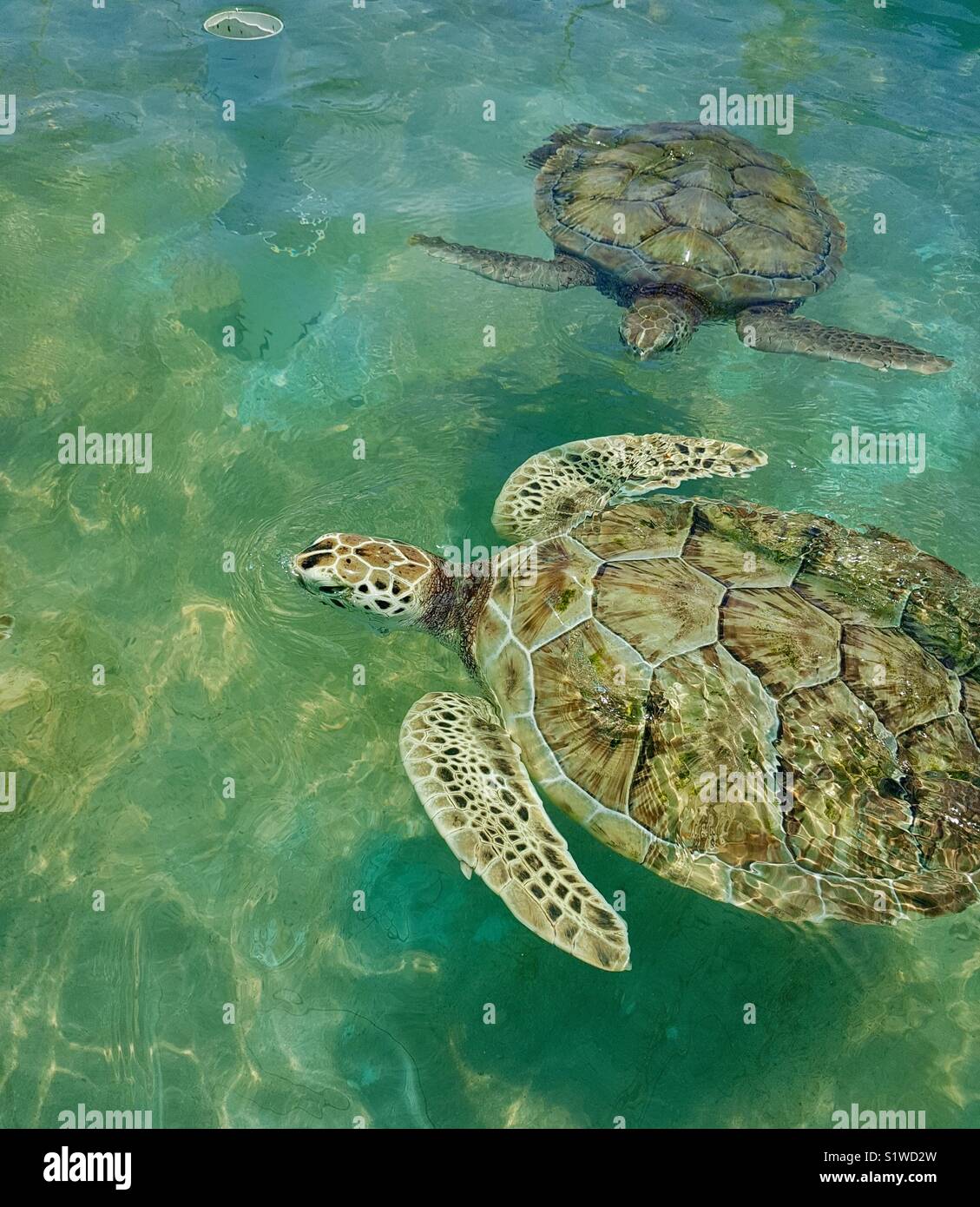 Tortuga tropical hi-res stock photography and images - Alamy