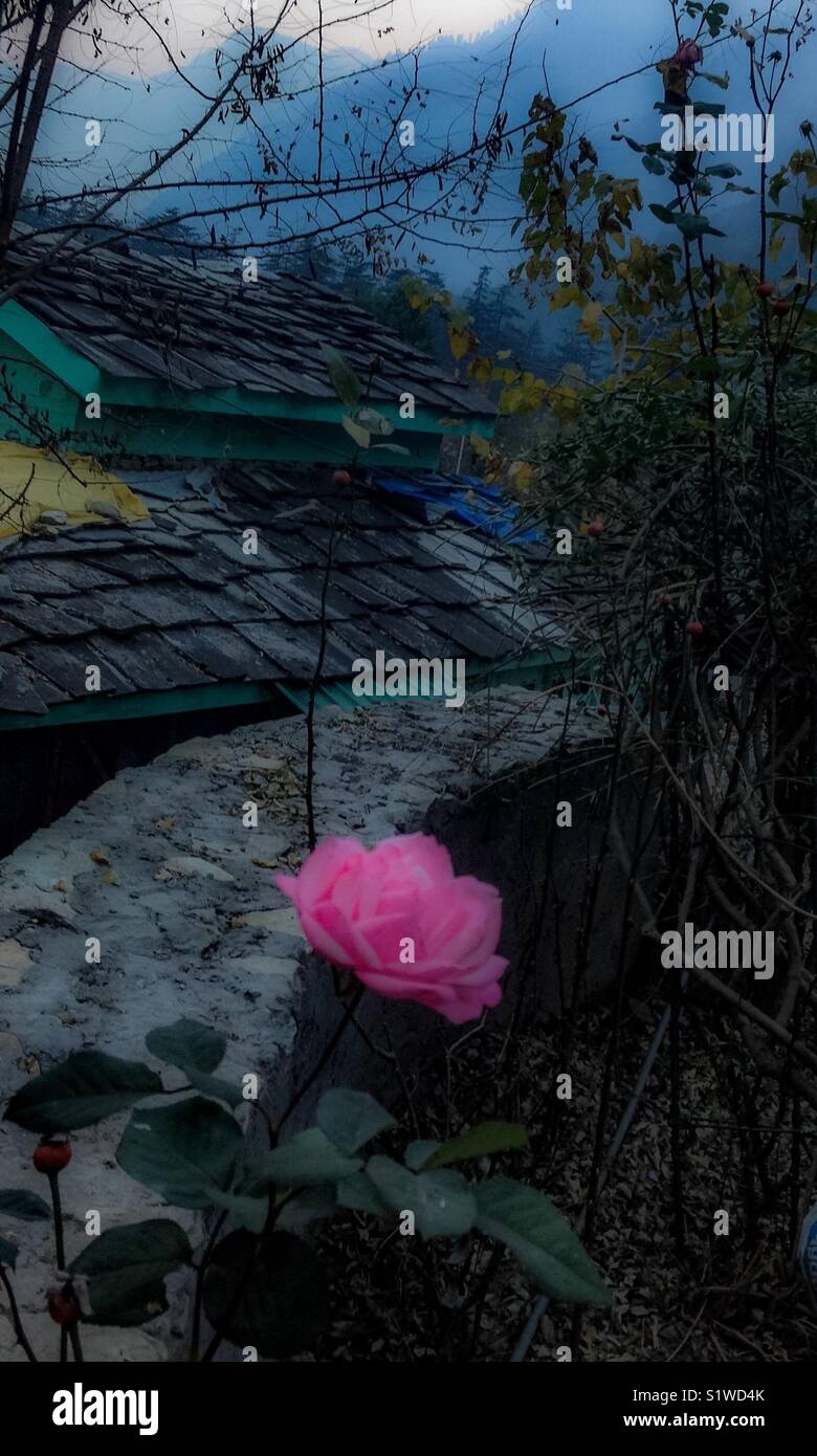 Rose in fog Stock Photo - Alamy