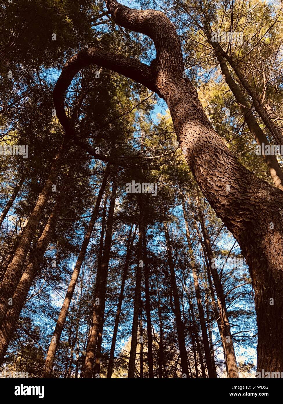 Unusual tree limb hi-res stock photography and images - Alamy