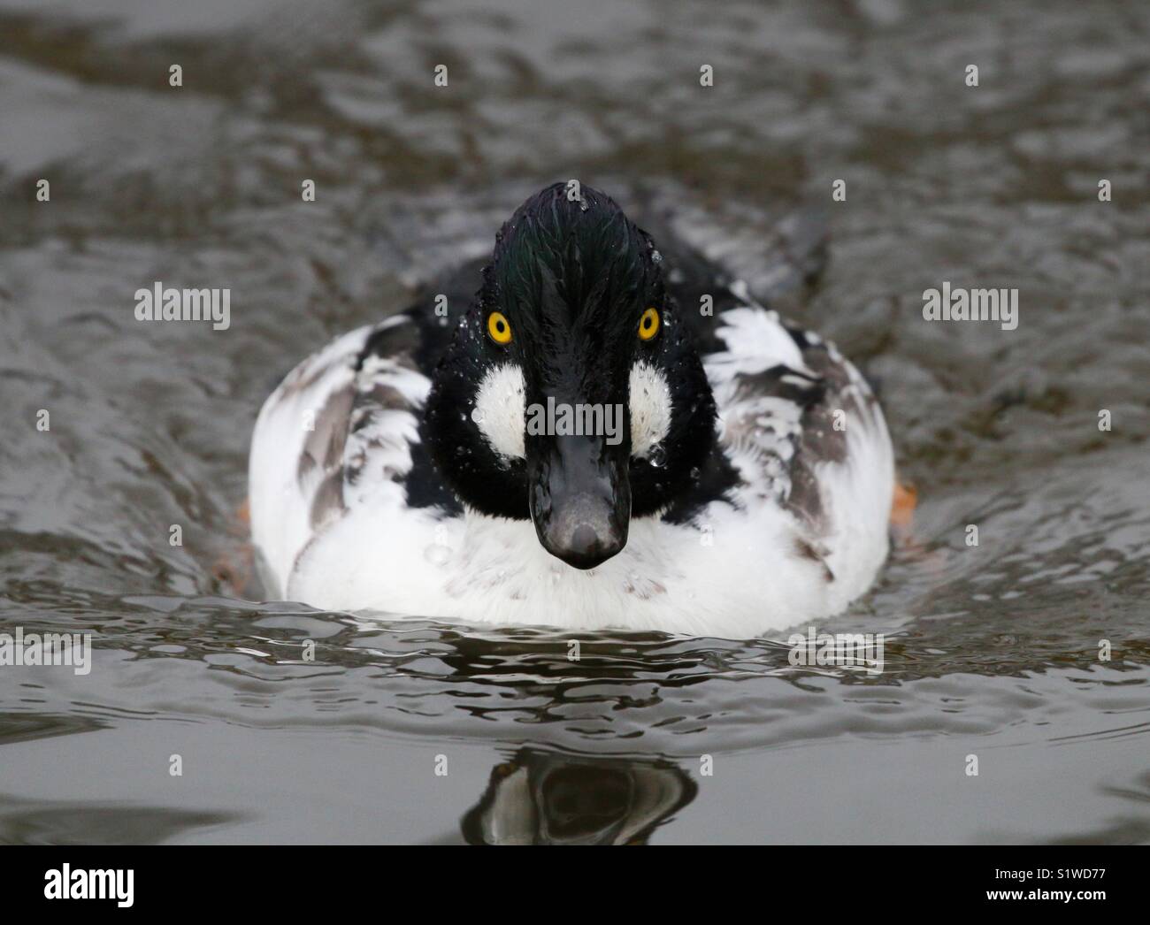 Goldeneye hi-res stock photography and images - Alamy
