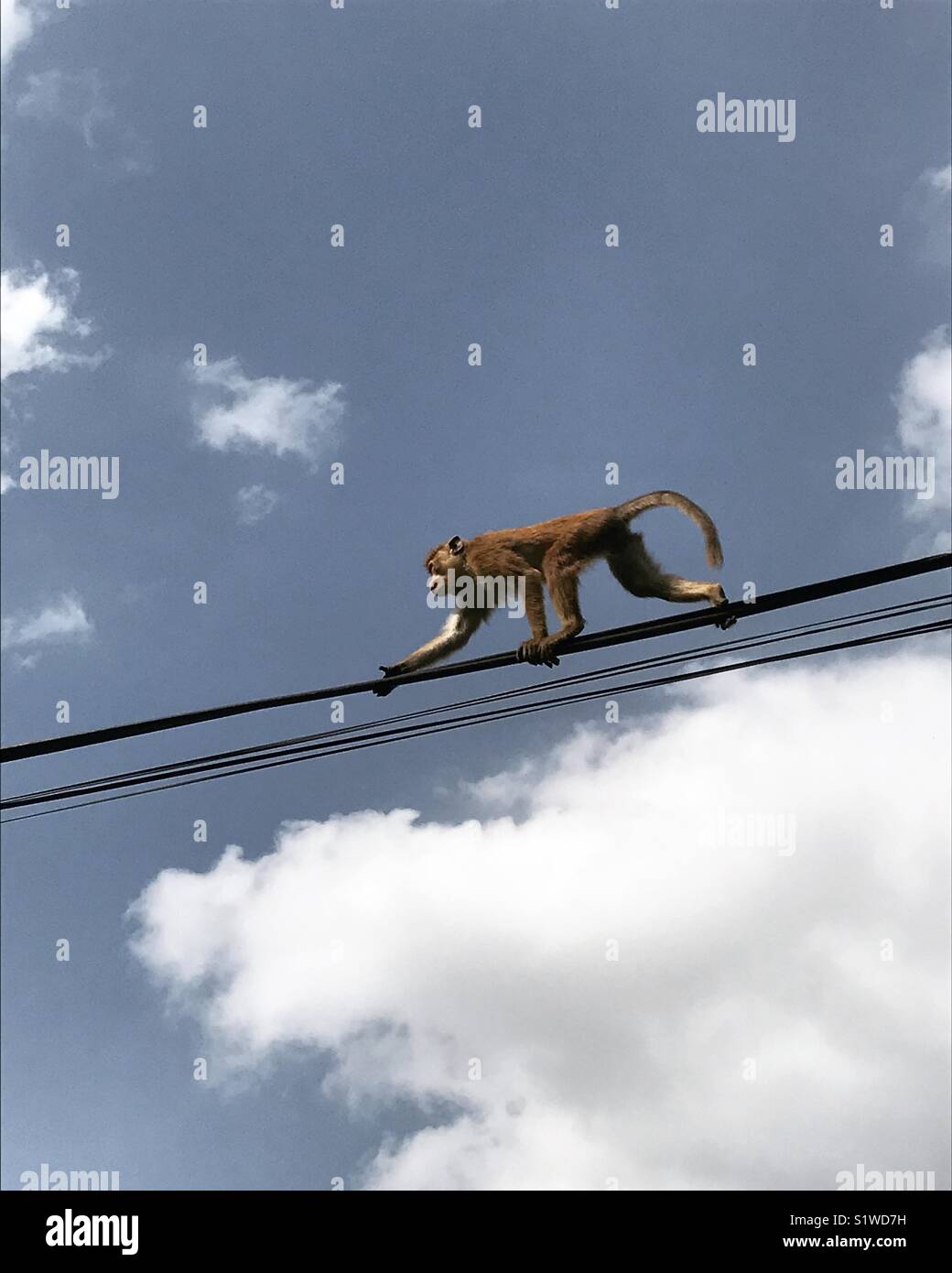 Wild monkey walking on wires of power line in sky background Stock ...