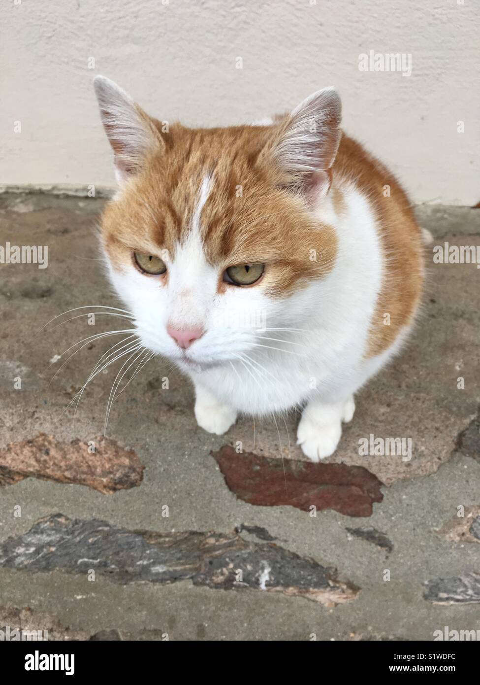 Cat frontal hi-res stock photography and images - Alamy