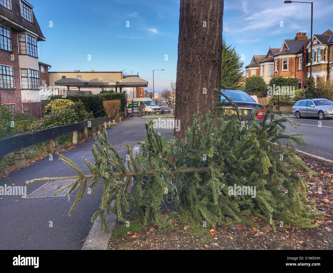 Dumped Christmas tree still with remnants of tinsel on the epiphany ...