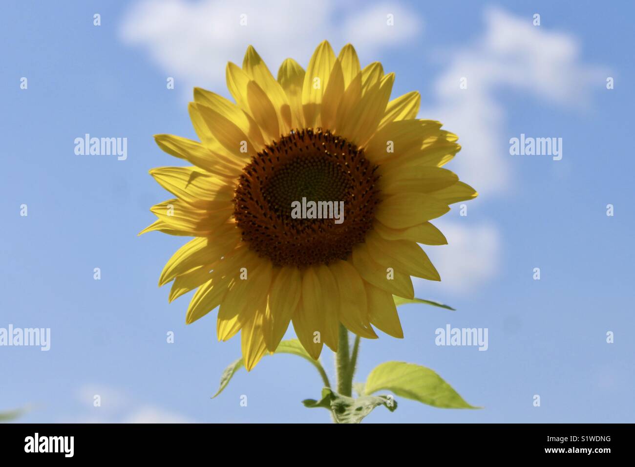 Sunny days hi-res stock photography and images - Alamy