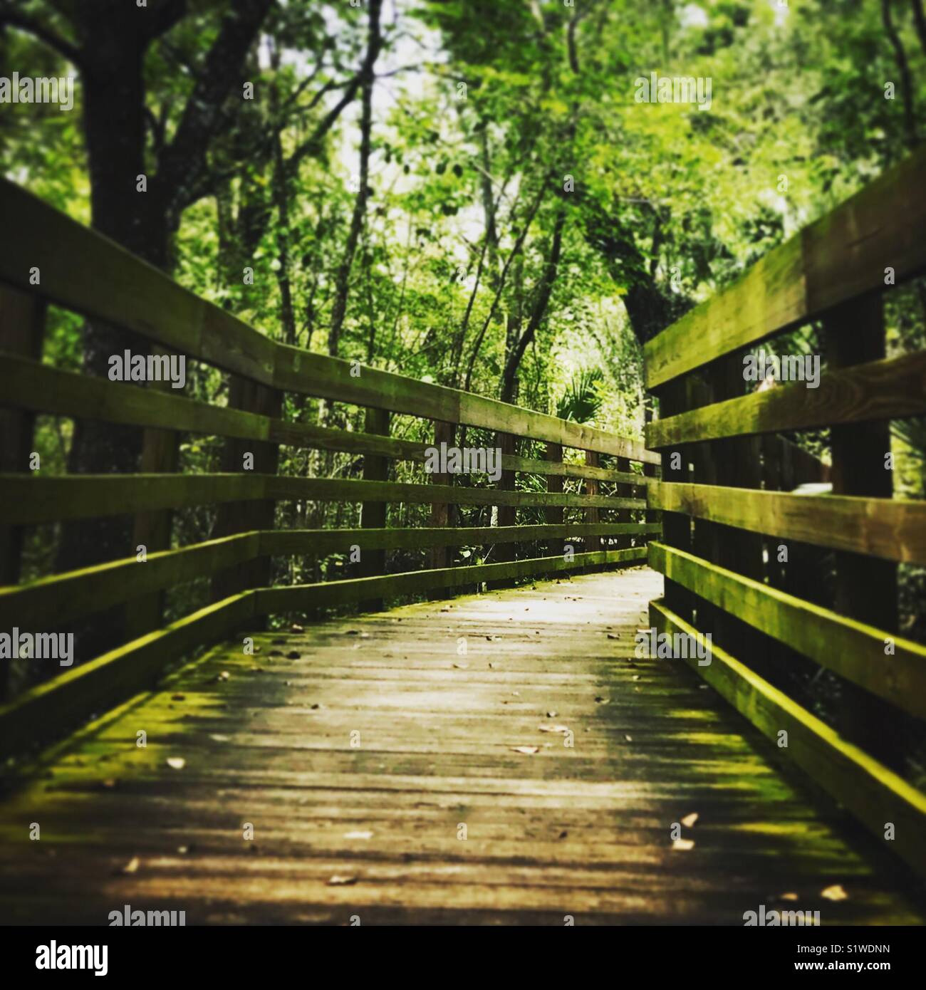 Bridge and woods hi-res stock photography and images - Alamy