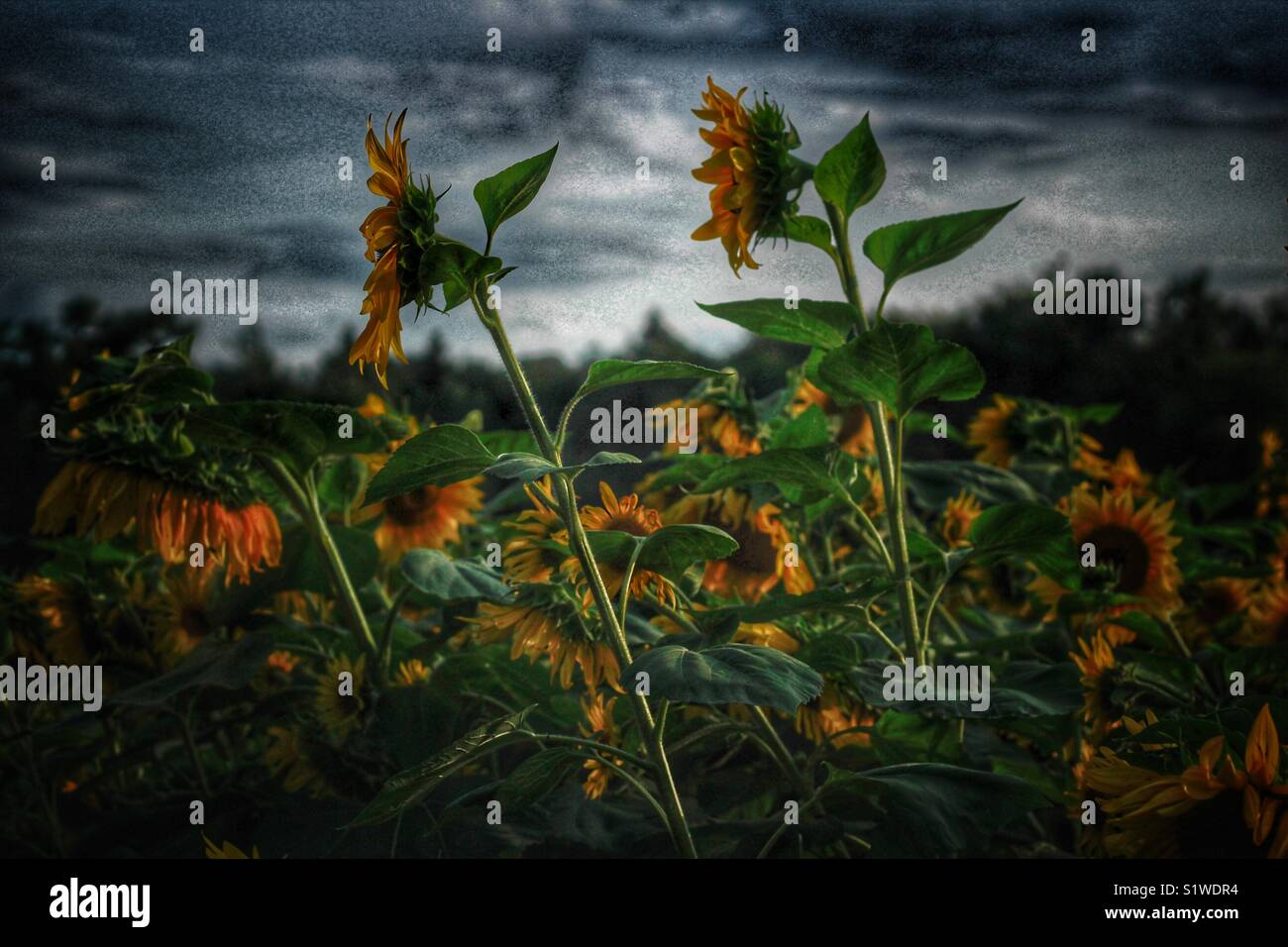 Sunflowers at sunset Stock Photo - Alamy