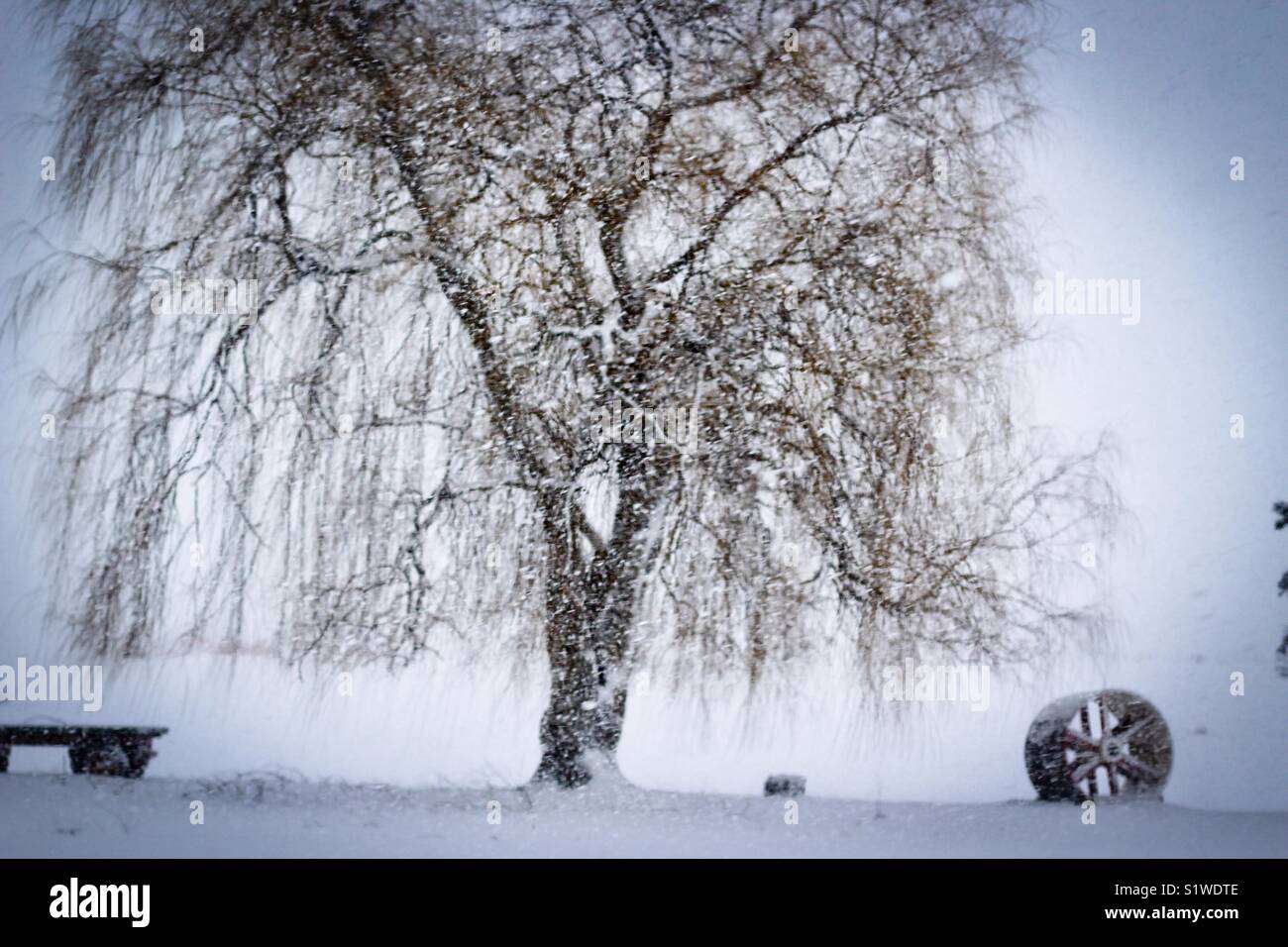 Willow trees in the snow Stock Photo - Alamy