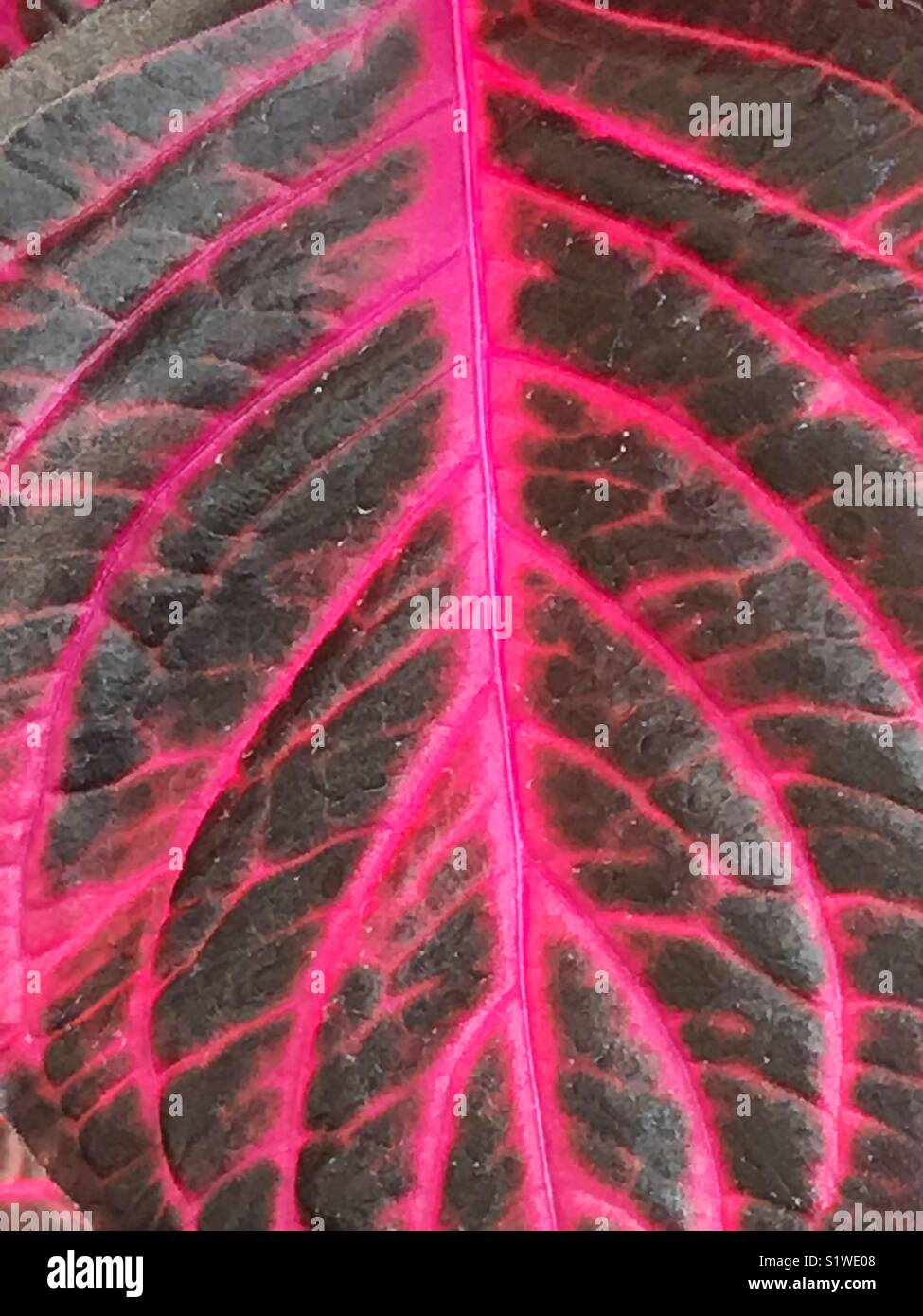 Purple leaf. Close view Stock Photo - Alamy