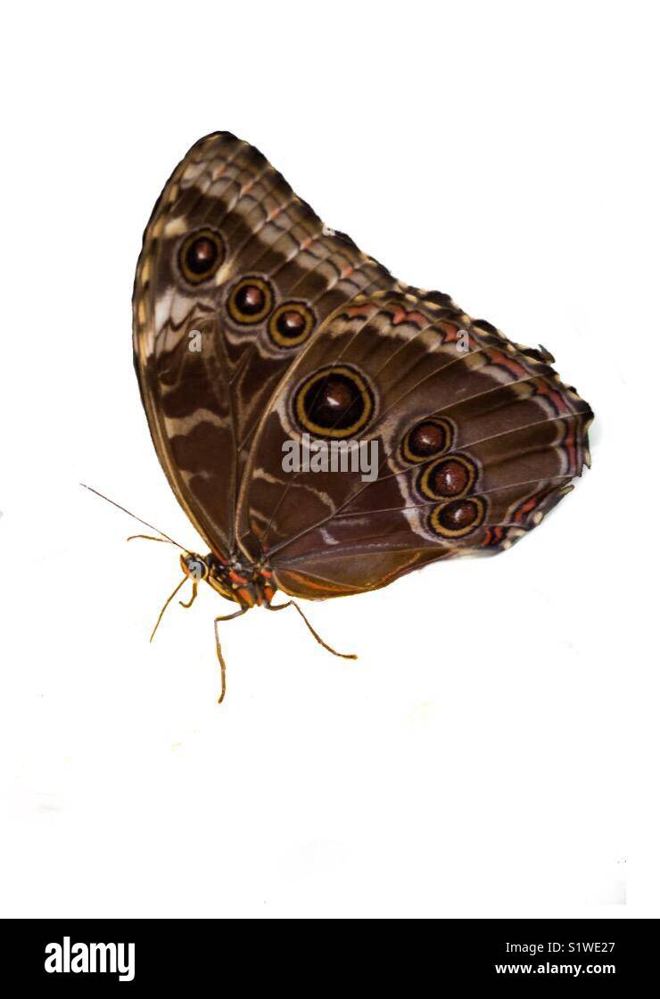 Butterfly no background Stock Photo - Alamy