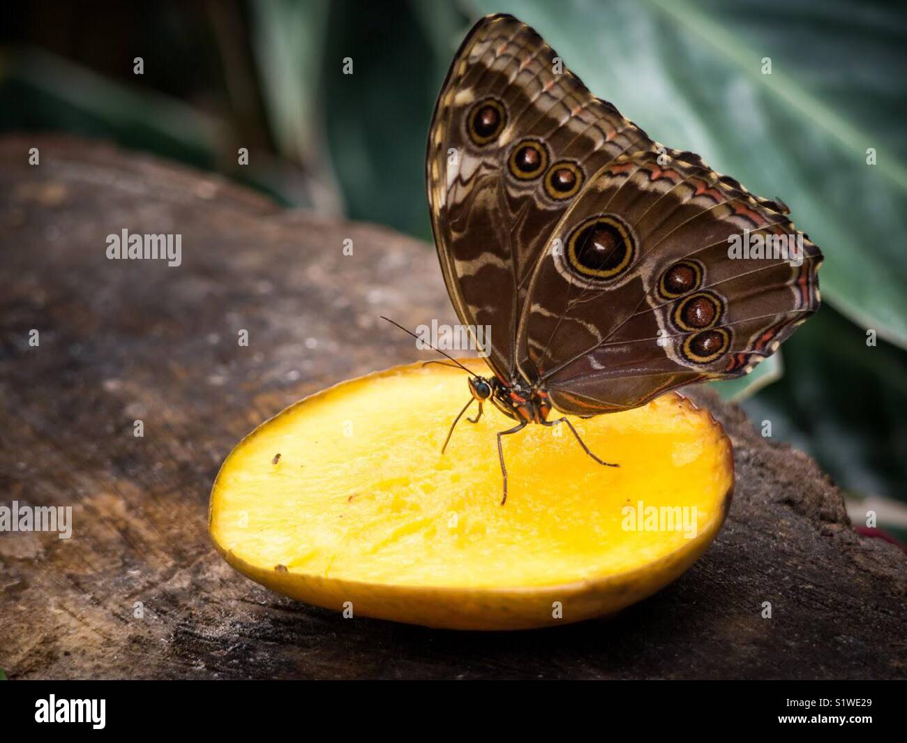 Butterfly eating fruit Stock Photo - Alamy