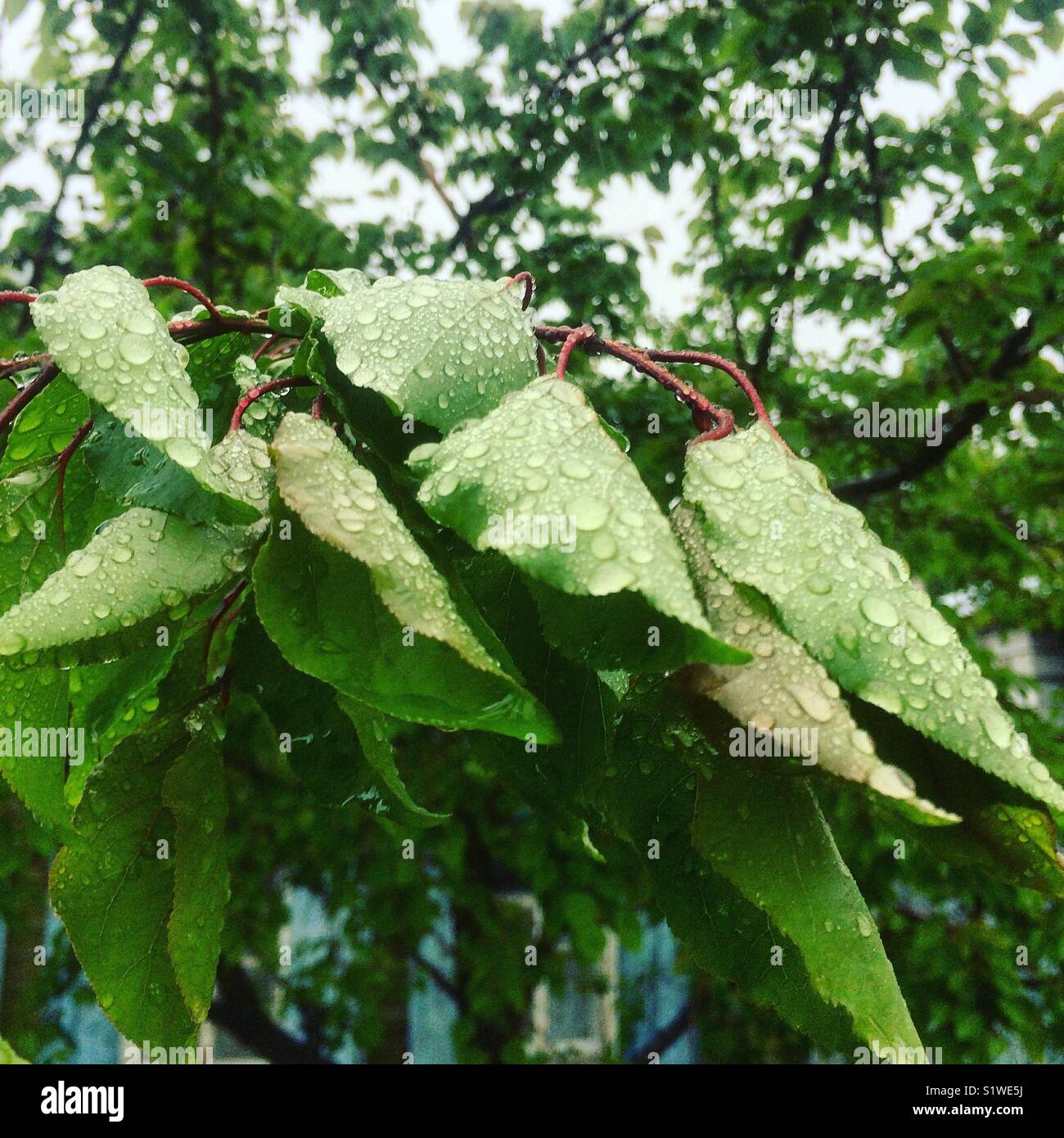 Wet leaves hi-res stock photography and images - Alamy