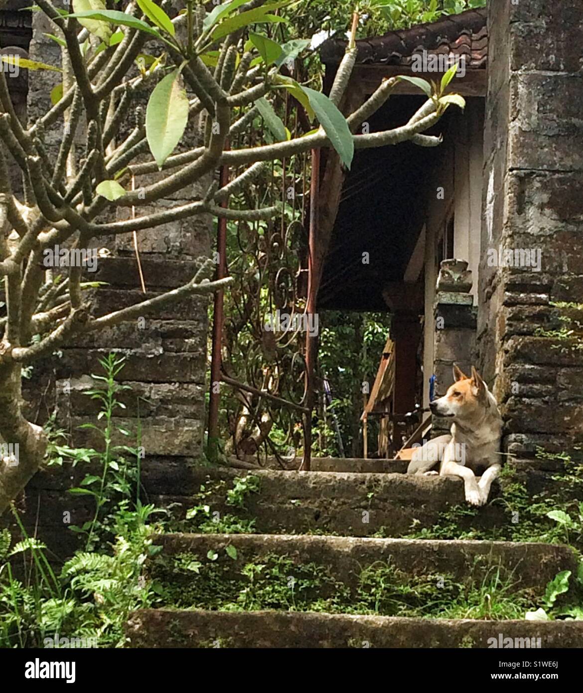 Dog paradise hi-res stock photography and images - Alamy