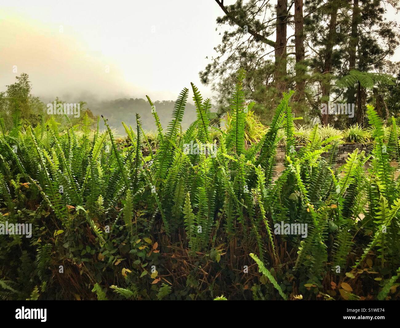 Wild ferns hi-res stock photography and images - Alamy