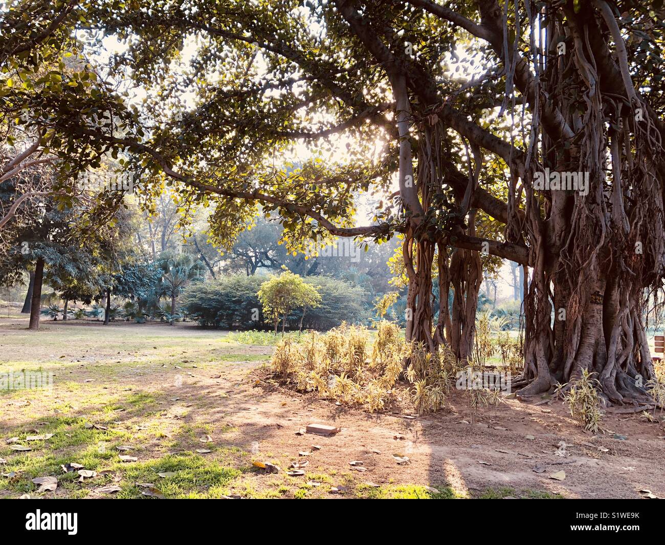 Banyan tree landscape hi-res stock photography and images - Alamy