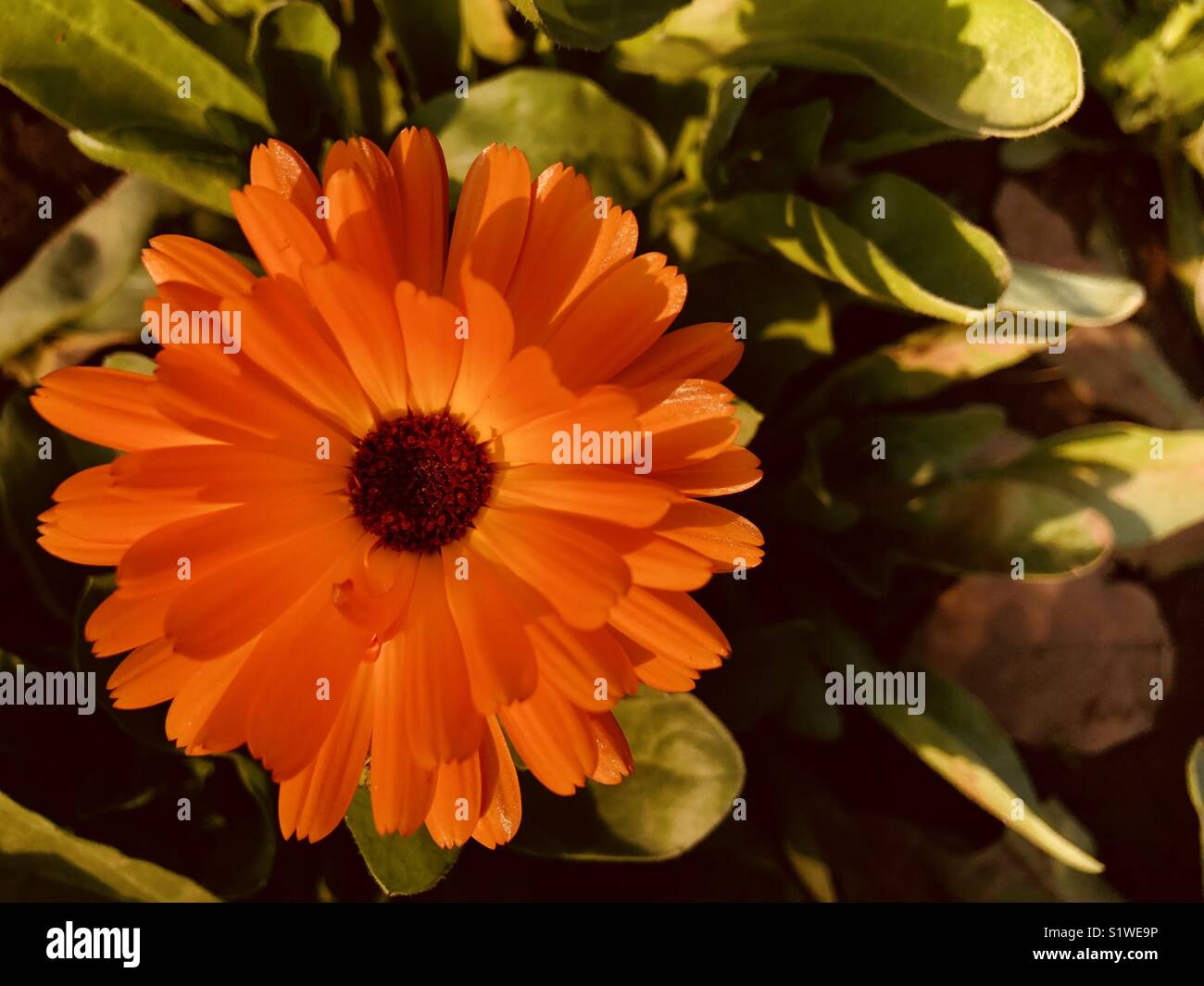 India orange blossom hi-res stock photography and images - Alamy