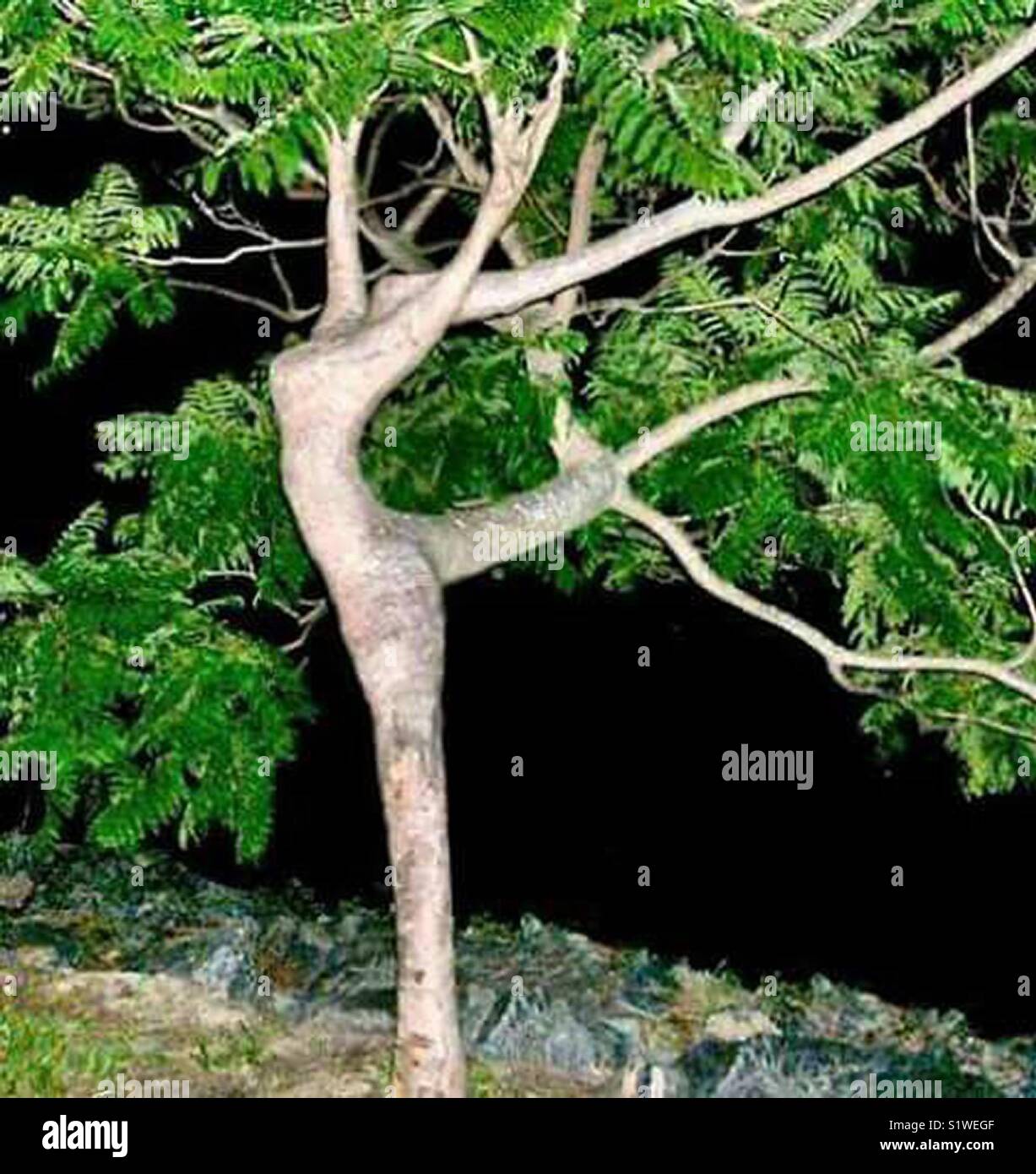 Its Real Nature A Tree Looks Like A Girl As A Dancerso Beautifull This Tree And Look And Funny