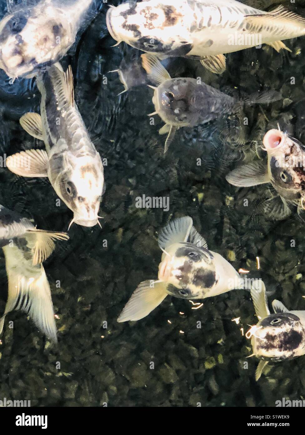 catfishes Stock Photo - Alamy catfishes Stock Photo - Alamy