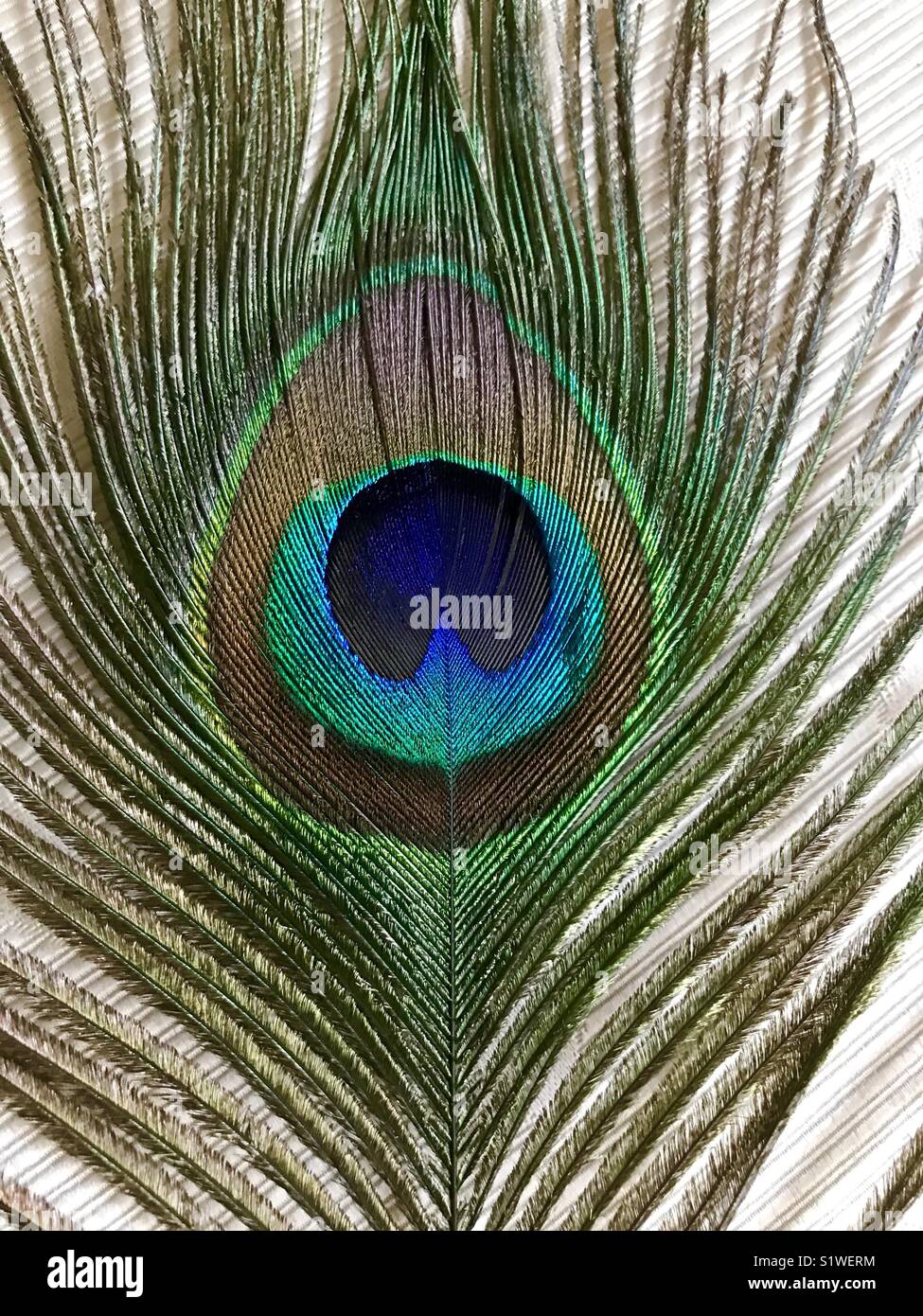 Beautiful feather colours hi-res stock photography and images - Alamy