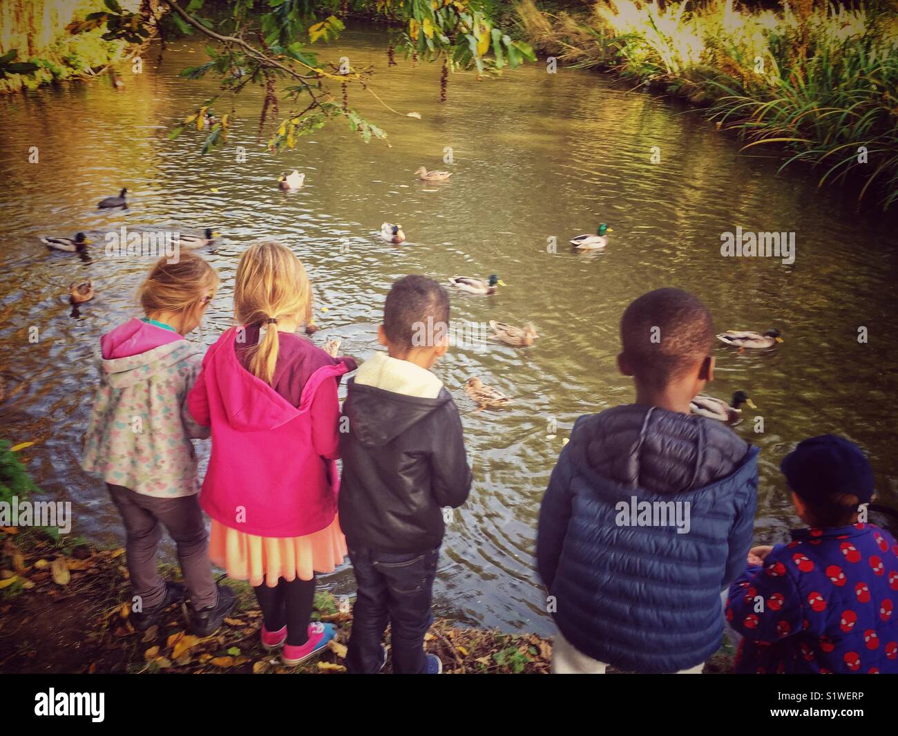 School of birds hi-res stock photography and images - Alamy