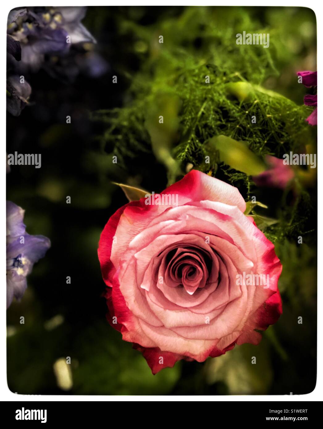 One rose hi-res stock photography and images - Alamy