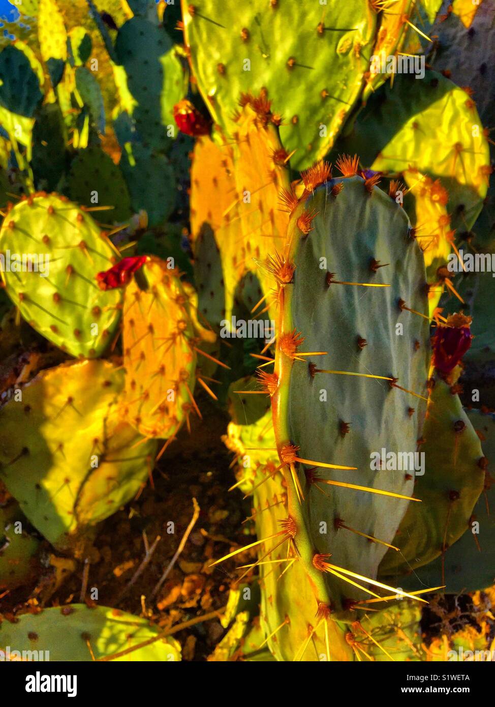 Pokey plant hi-res stock photography and images - Alamy