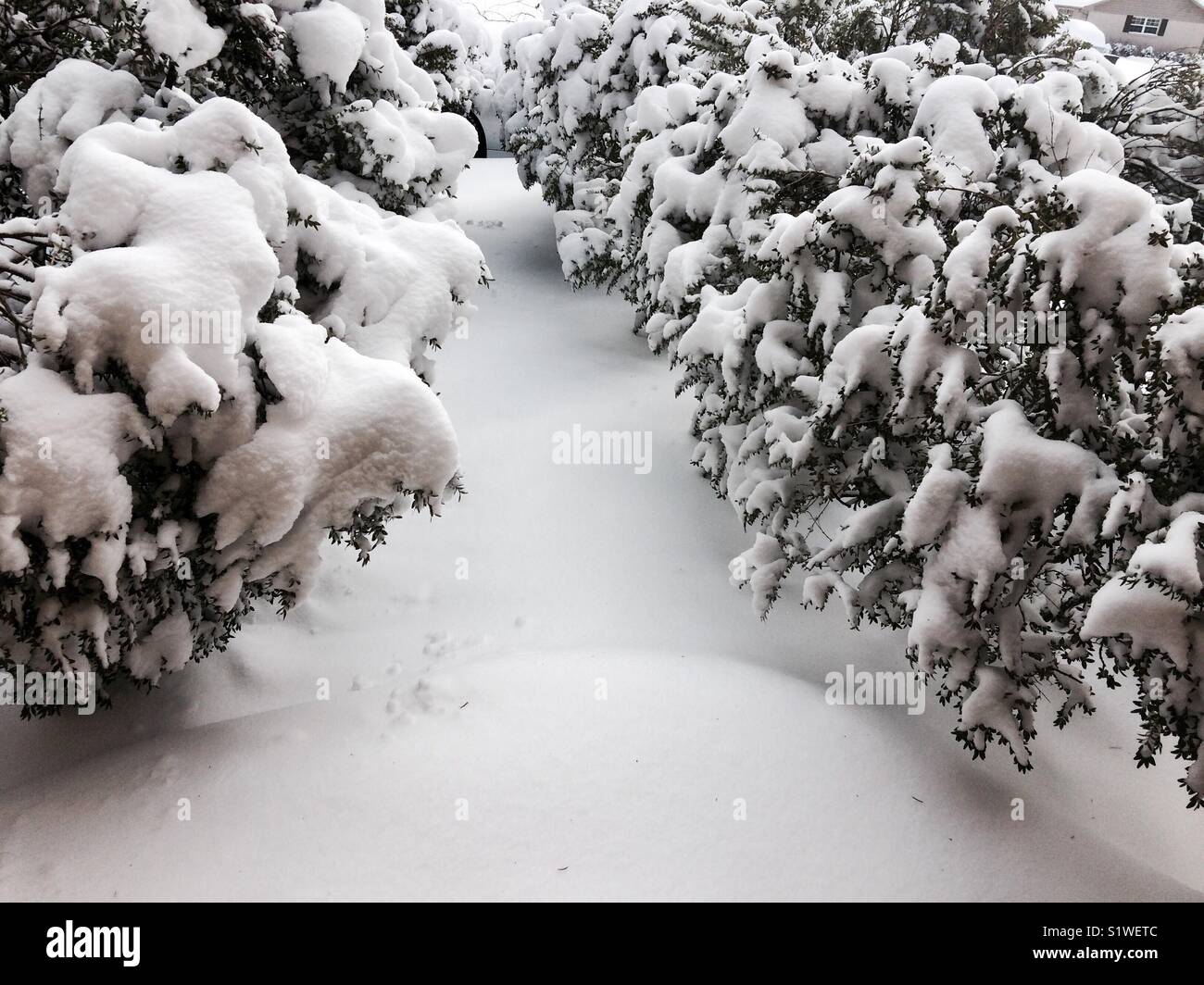 Boxwoods with snow hi-res stock photography and images - Alamy