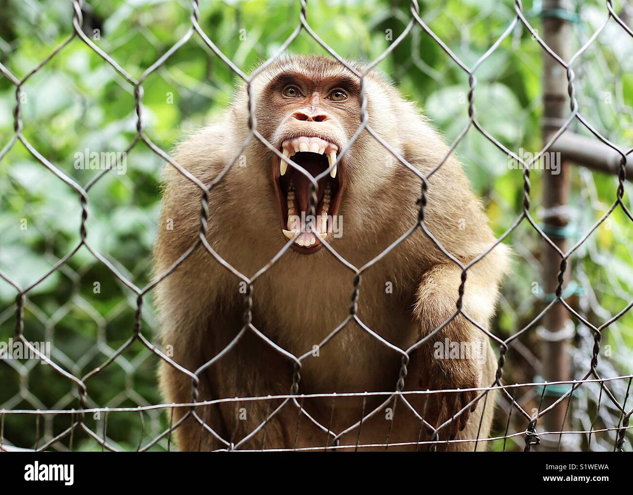 Angry Monkey High Resolution Stock Photography and Images - Alamy