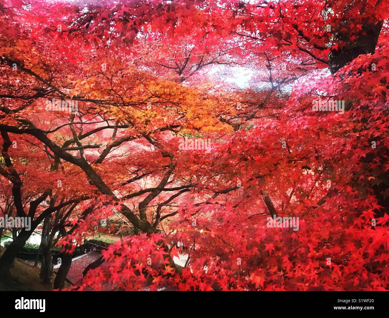 Fiery Red Autumn Leaves Stock Photo - Alamy