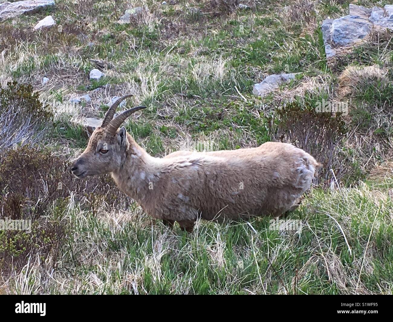 Bouquetin hi-res stock photography and images - Alamy