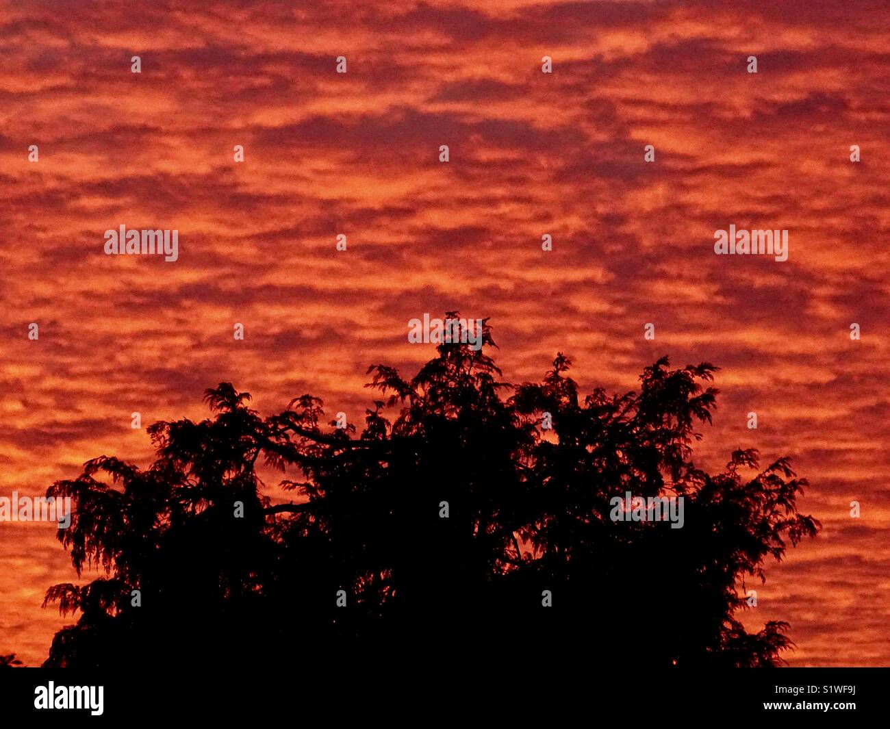 Trees with orange hi-res stock photography and images - Alamy
