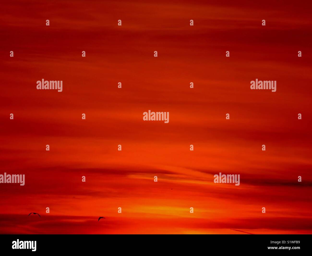 Solo bird flying at sunset Stock Photo - Alamy