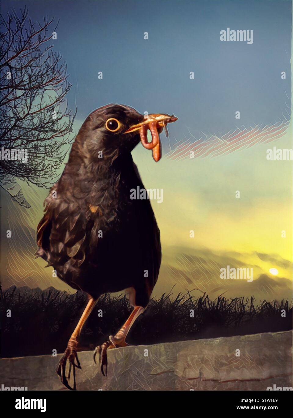 Early bird catches the worm Stock Photo - Alamy